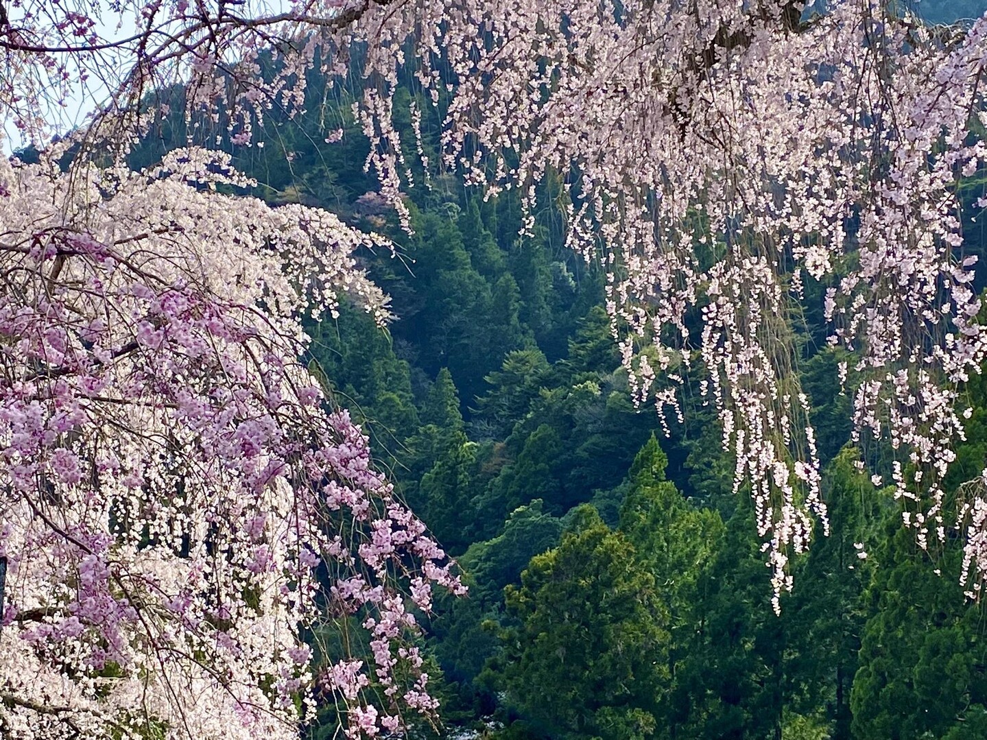 春満開の身延山🌸 / 3to4さんの七面山・身延山の活動データ | YAMAP / ヤマップ