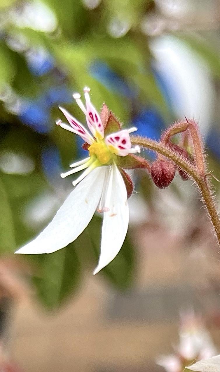 道端に咲いていた可愛い花と うちの庭の花... / chieさんのモーメント | YAMAP / ヤマップ