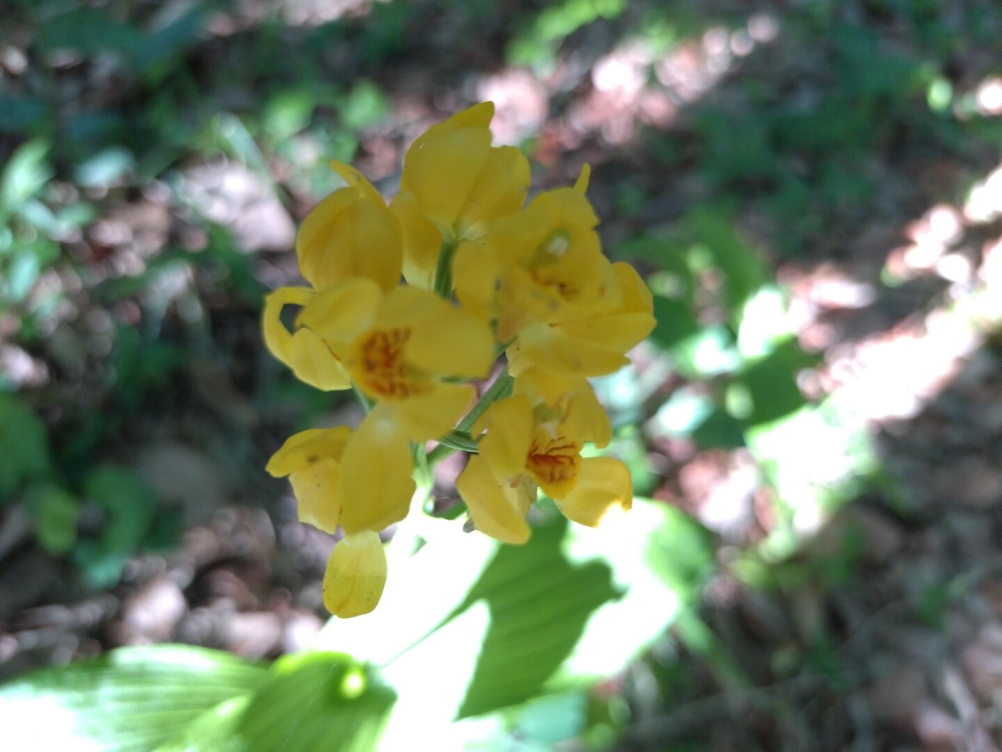 鹿田山フットパスでお花見 / 智江さんさんの鹿田山の活動データ | YAMAP / ヤマップ