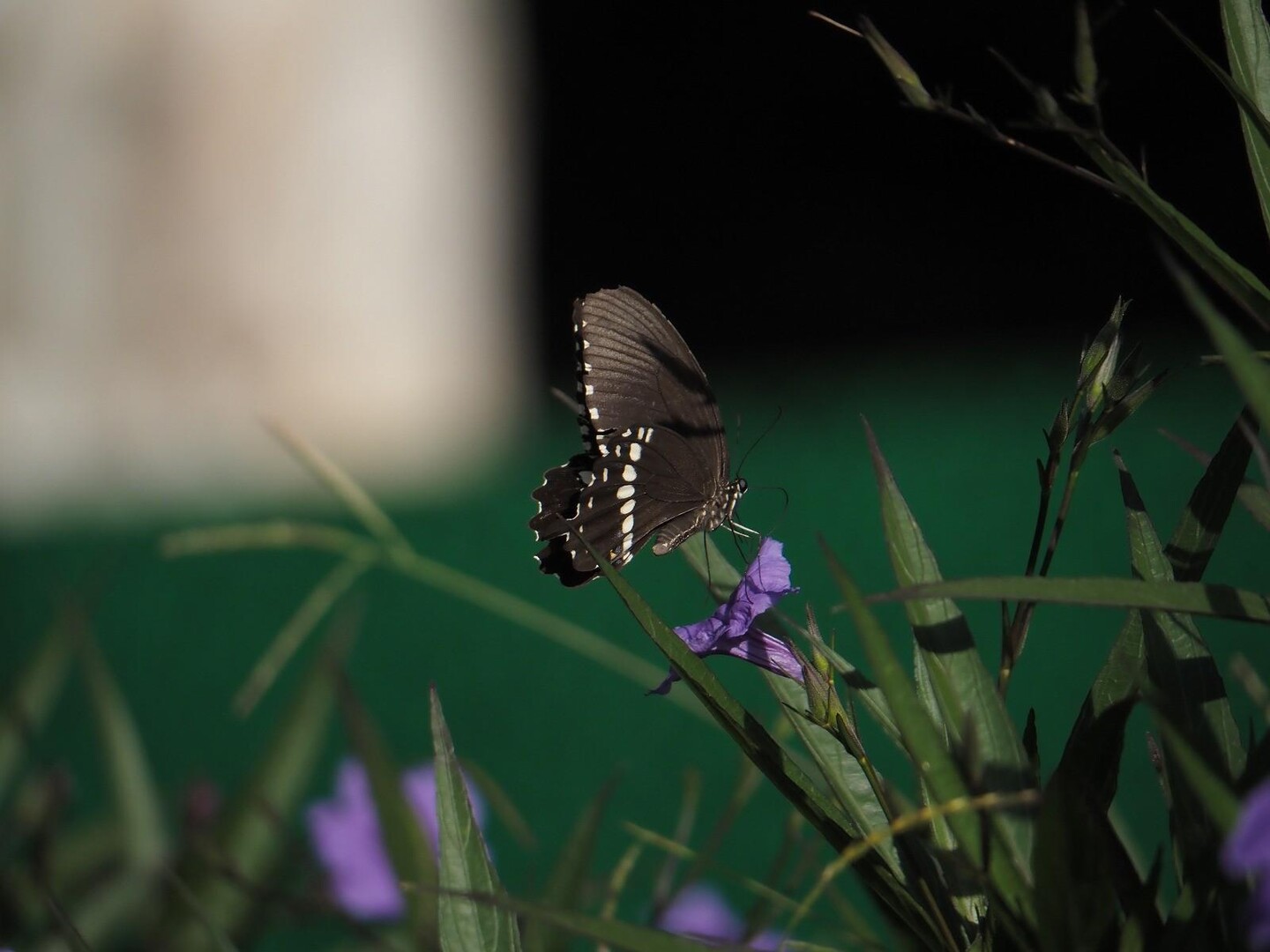 上海が東京より南国なんだと思わせる蝶です... / JICKさんのモーメント | YAMAP / ヤマップ