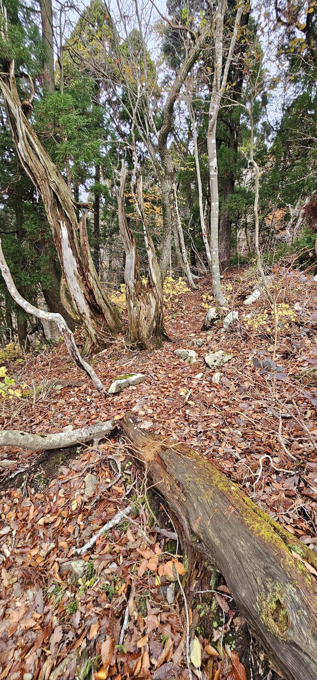 武奈ヶ岳登山中、たぶん青ガレ辺りでカタダ... / NOKKYさんのモーメント | YAMAP / ヤマップ