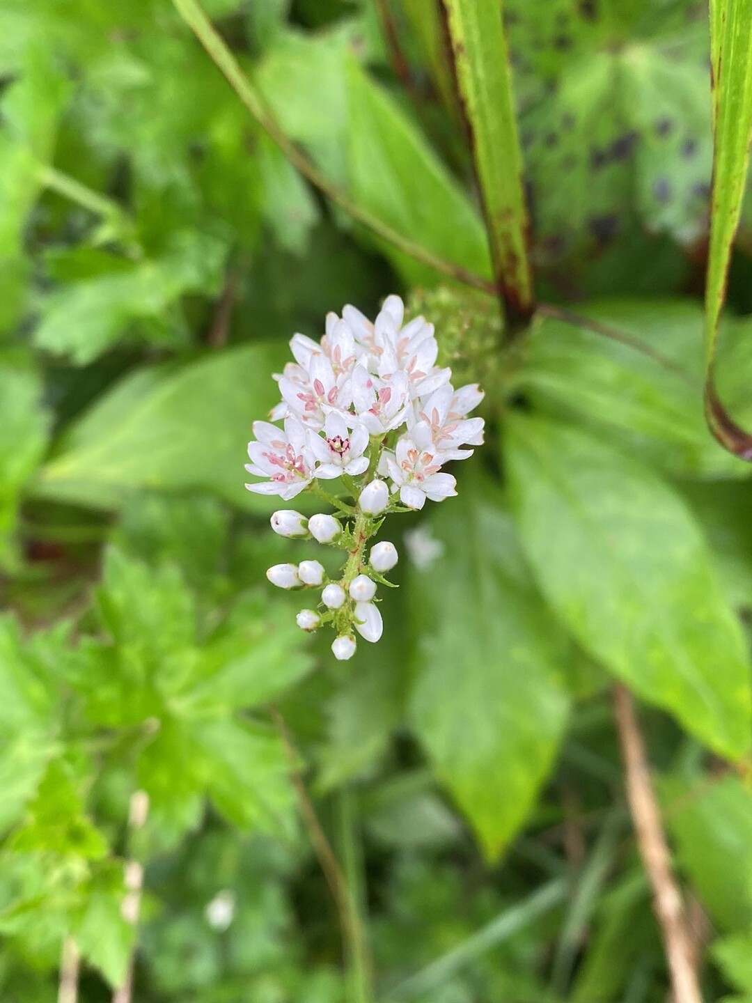 なんてこったい😭男三瓶山（三瓶山）・兜山・女三瓶山 / YMTさんの三瓶山・大平山の活動データ | YAMAP / ヤマップ