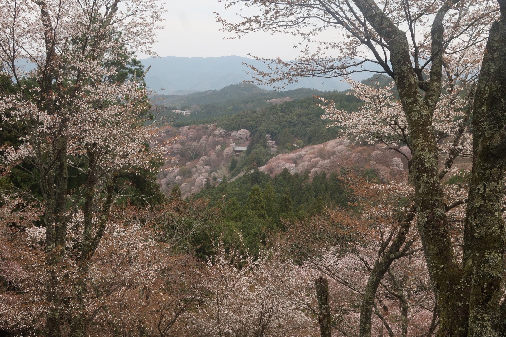 吉野山（春）吉野駅上部P～高城山～青根ヶ峰ピストン / ukonさんの吉野山・青根ヶ峰・百貝岳の活動日記 | YAMAP / ヤマップ