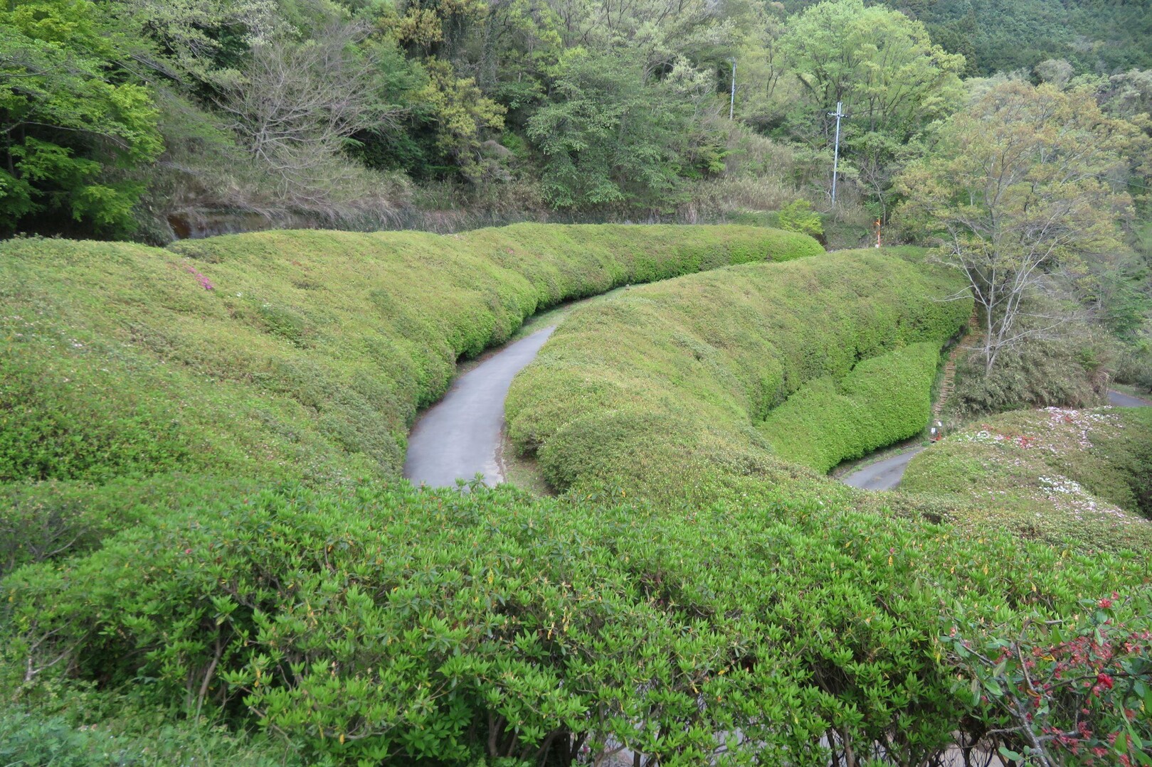 なるかわ園地・つつじロールの下見 その1 / Howardさんの生駒山・神津嶽・大原山の活動データ | YAMAP / ヤマップ