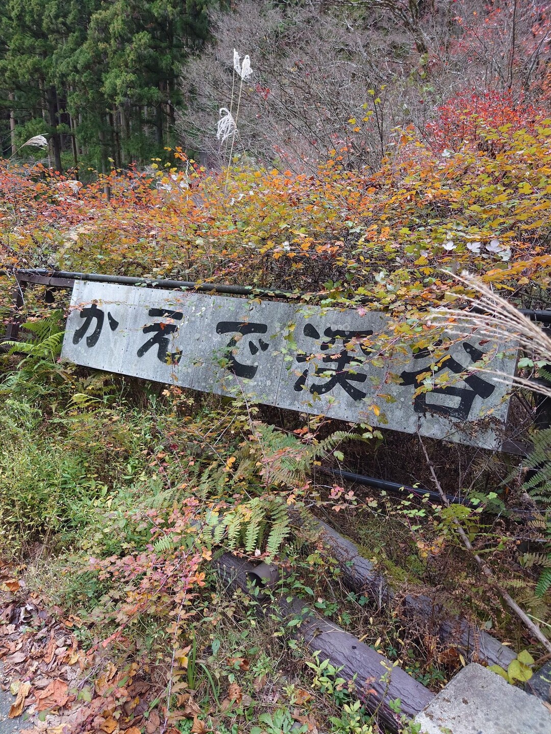 笹オトシ・笹オトシ（東峰）・オトシノ峰（北峰）・小笹ノ峰（神武谷川ノ頭） / palさんの霊山・西教山の活動データ | YAMAP / ヤマップ