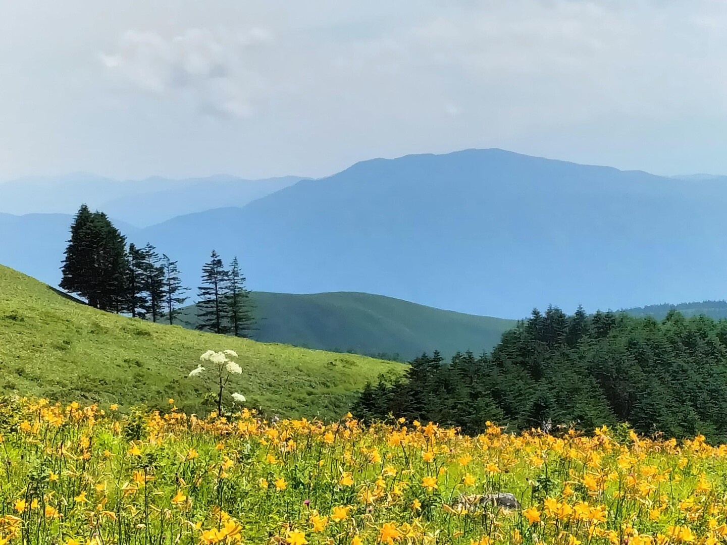 ニッコウキスゲの当たり年という事で霧ヶ峰（車山）ヘ / chi-kさんの鉢伏山・高ボッチ山・三峰山の活動データ | YAMAP / ヤマップ