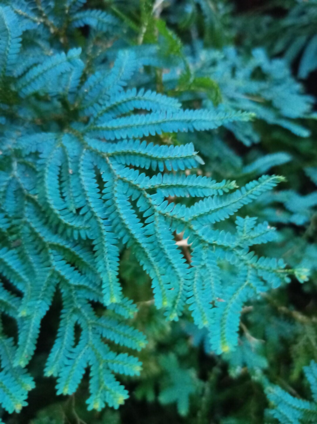 コンテリクラマゴケ＆藁ゴジラ / toshil-_-lさんの大根地山の活動データ | YAMAP / ヤマップ