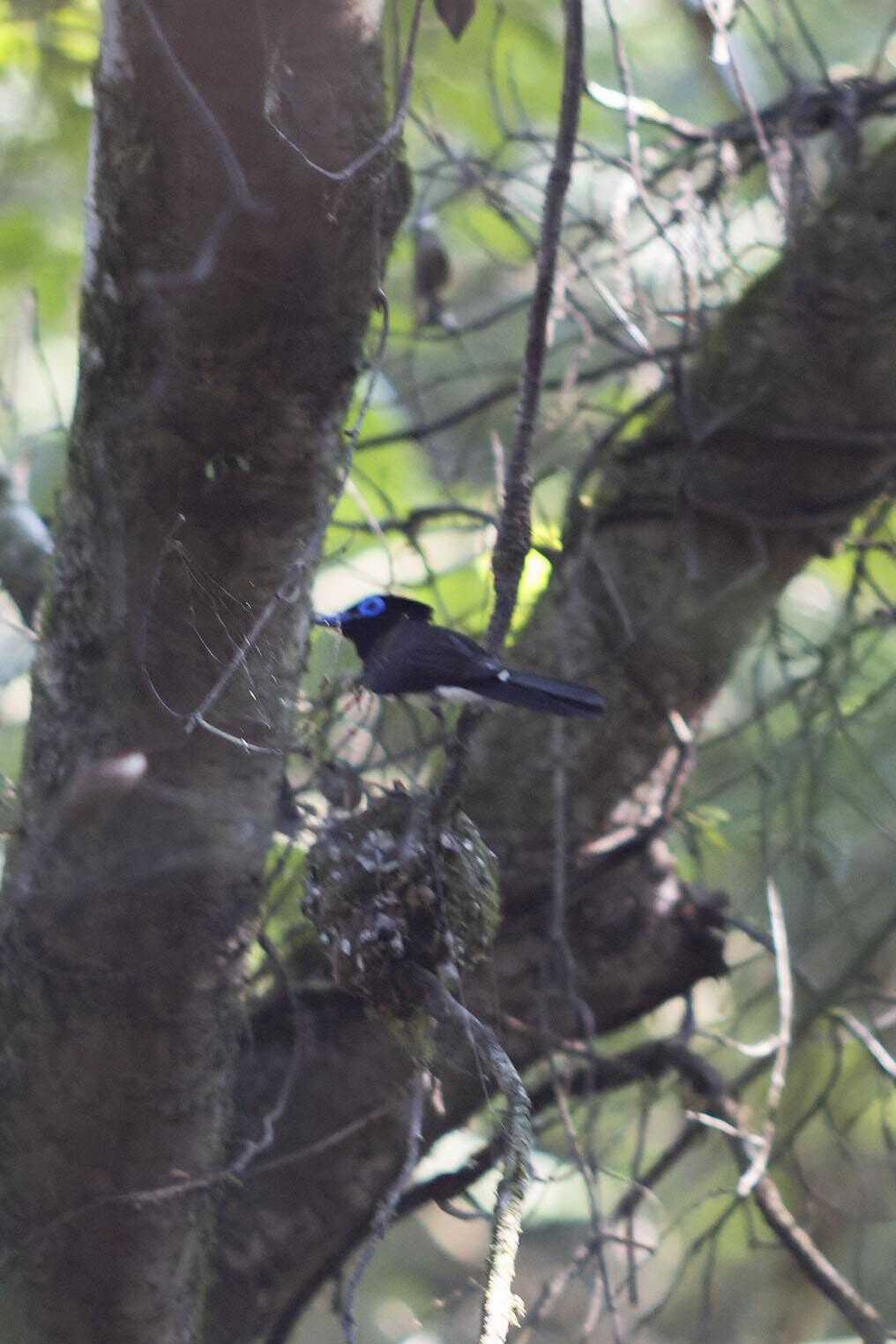 サンコウチョウを見に毛呂山に！ 今日は... / zukiさんのモーメント | YAMAP / ヤマップ