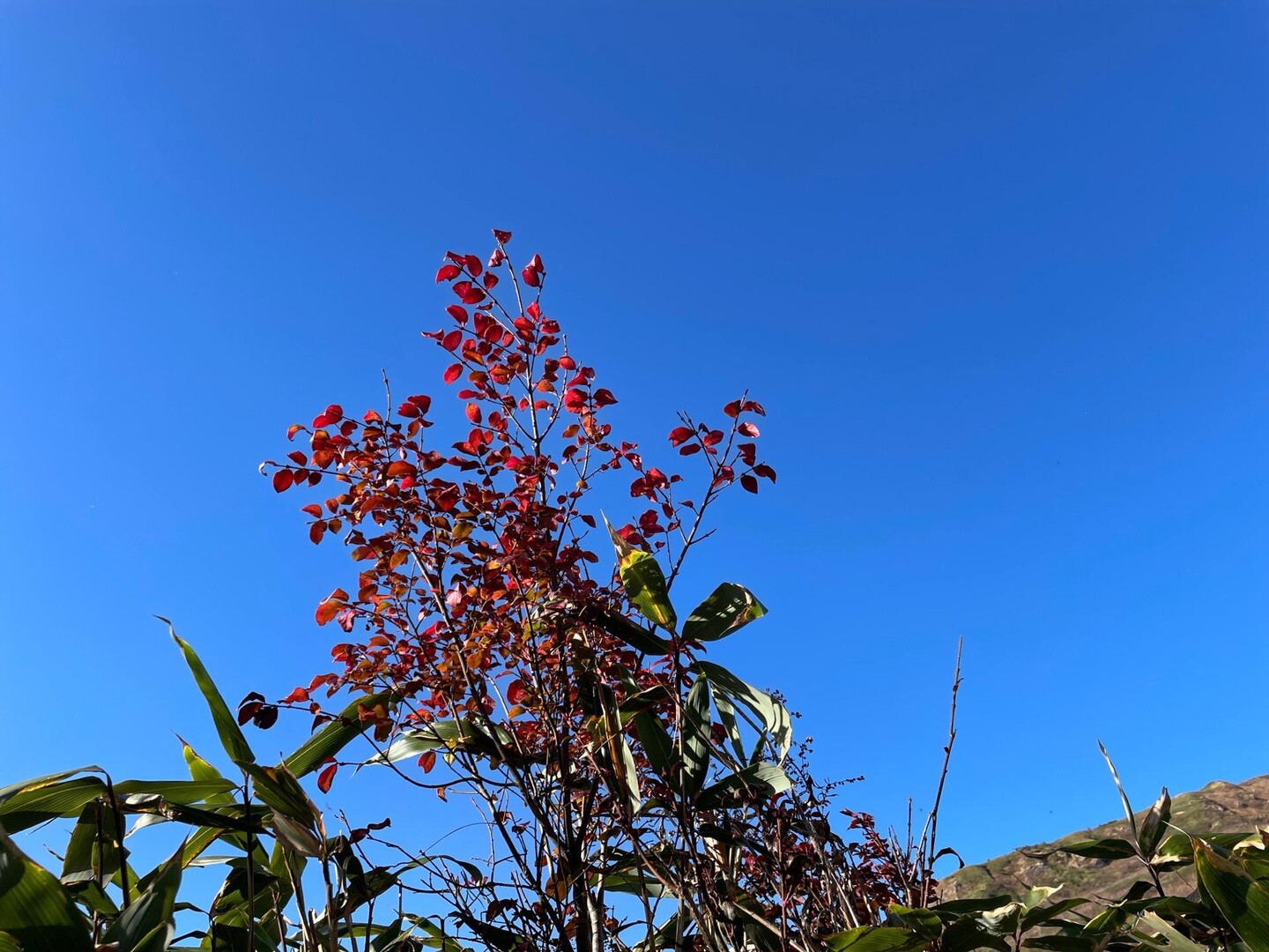 白山⑤（紅葉🍁） / JOG太郎さんのモーメント | YAMAP / ヤマップ