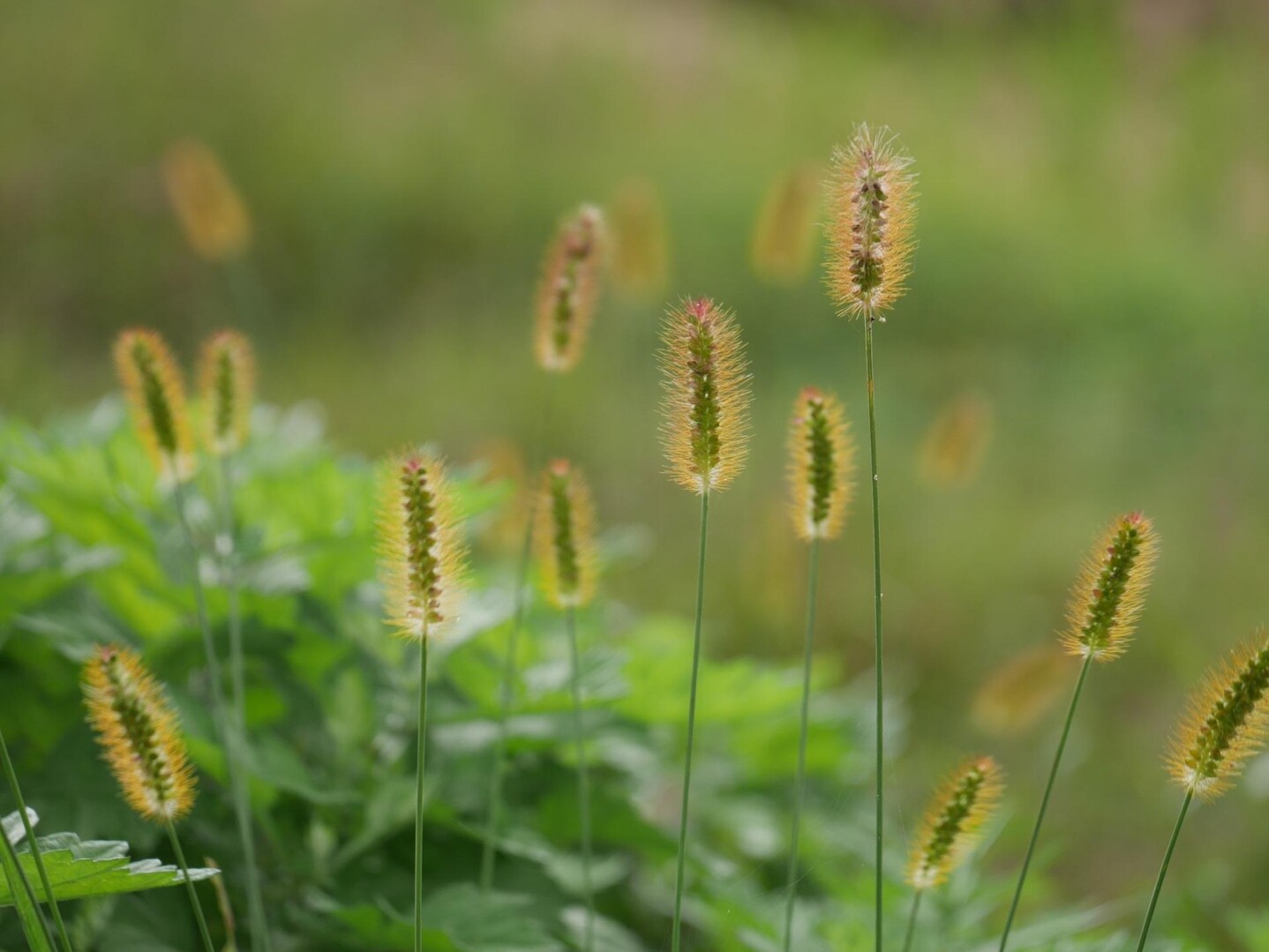 予定していた山行が延期になったので、 鎌... / shanneiさんのモーメント | YAMAP / ヤマップ