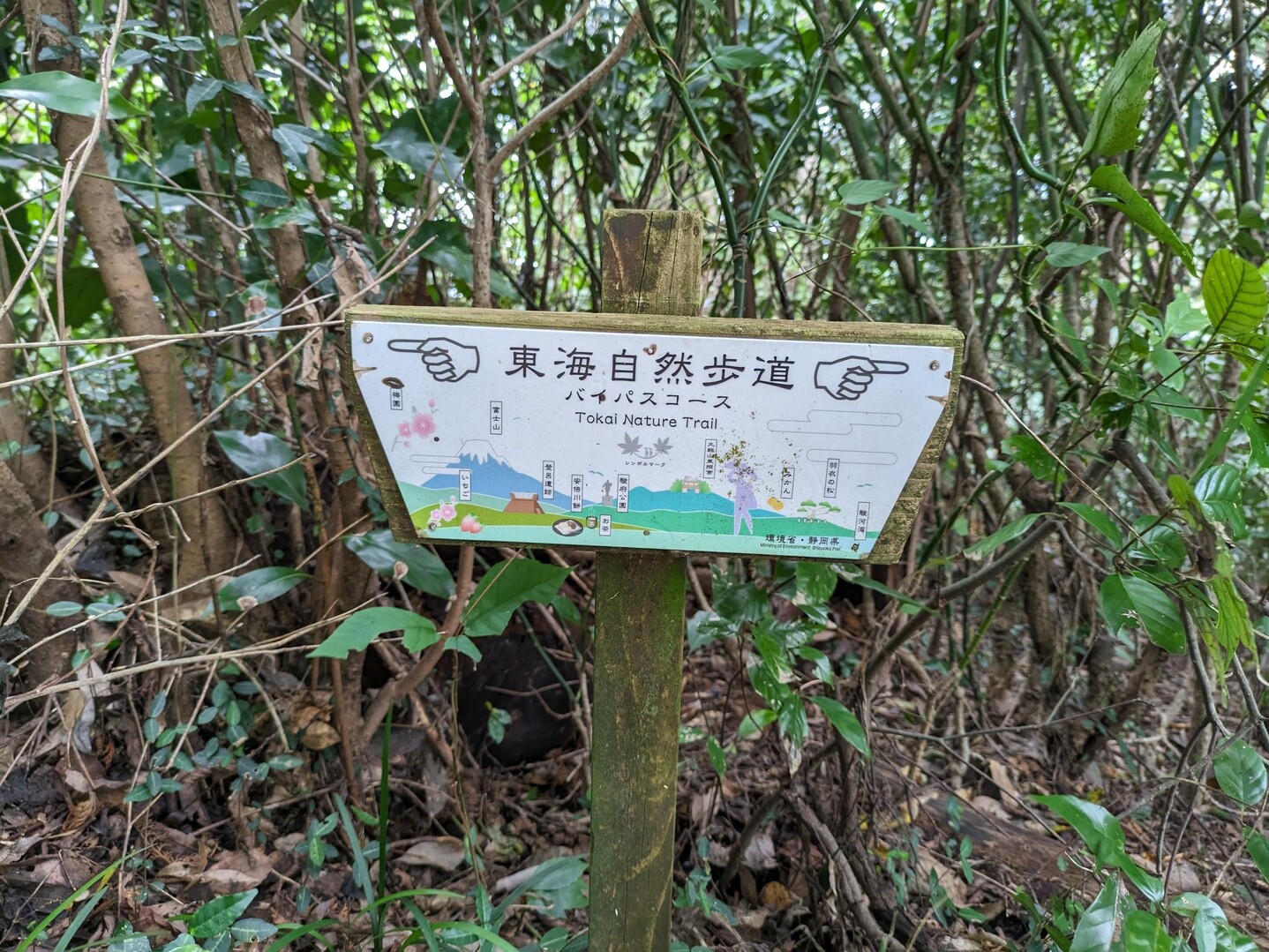 満観峰24 / AWA-MANさんの焼津アルプス（高草山・満観峰・花沢山）・徳願寺山の活動データ | YAMAP / ヤマップ