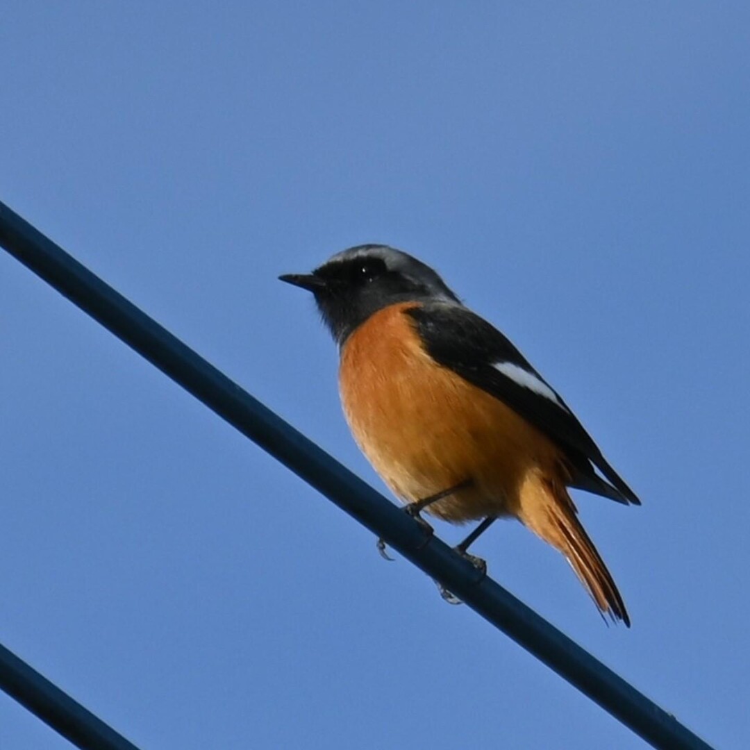 20241123 近所のジョビ男とジョビ... / ねこのしっぽさんのモーメント | YAMAP / ヤマップ