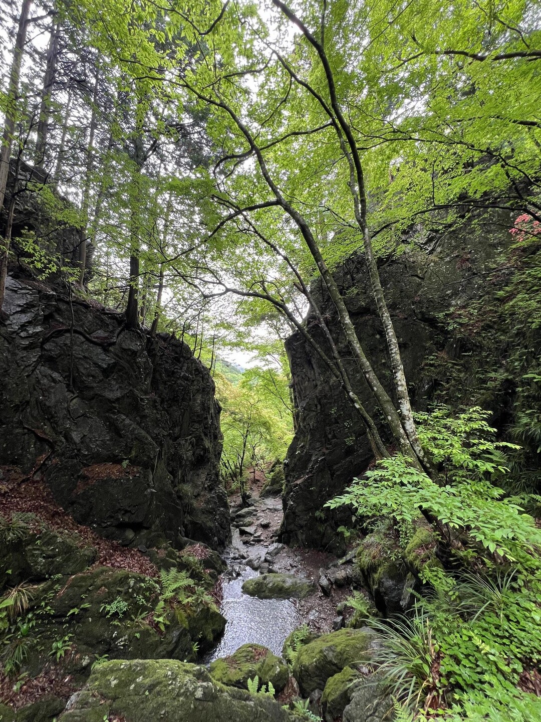 棒ノ嶺（棒ノ折山） / kojiさんの棒ノ折山（棒ノ嶺）の活動データ | YAMAP / ヤマップ