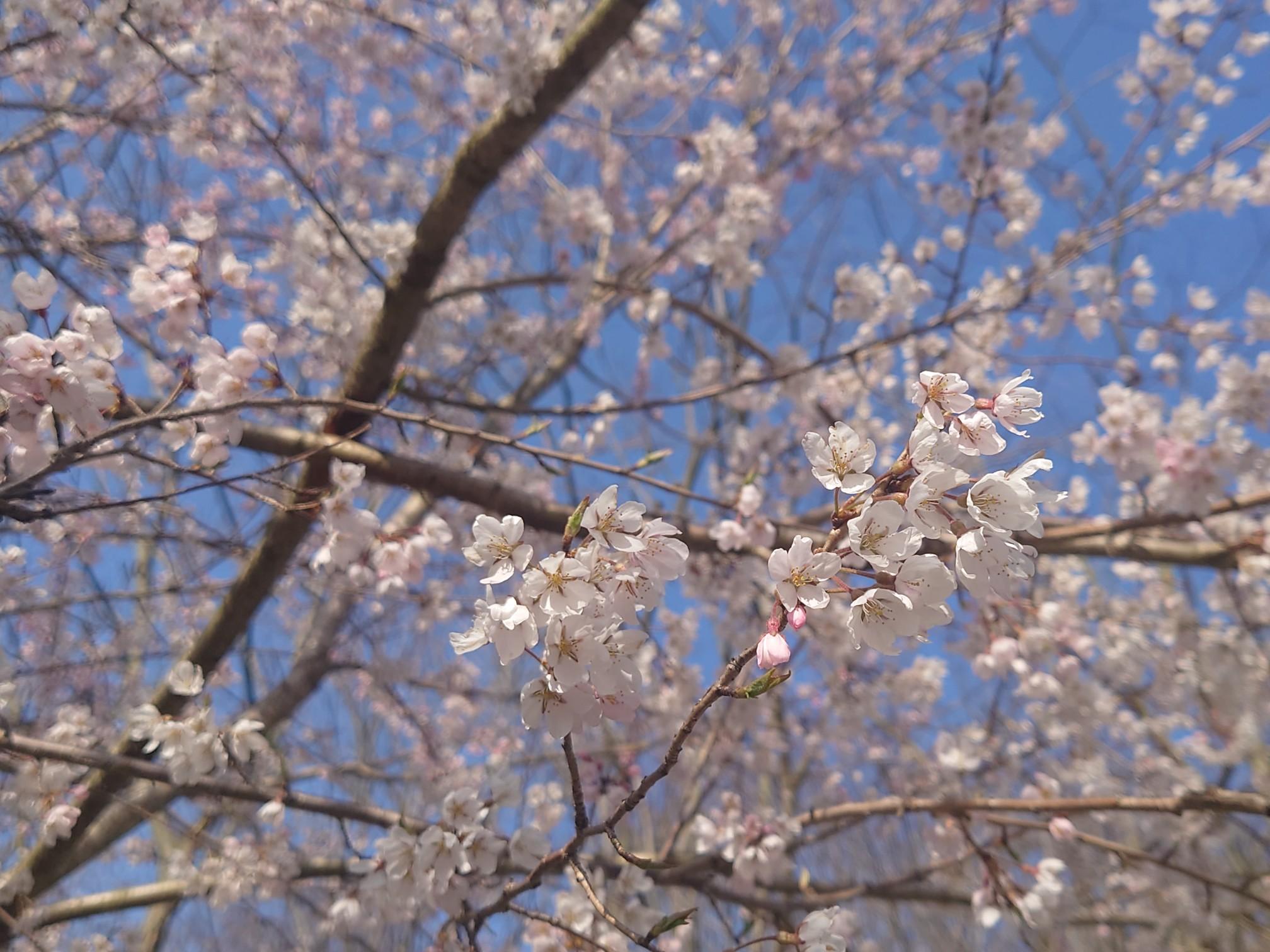 1000本桜🌸を満喫して向かったのは、... / Bobにゃんさんのモーメント | YAMAP / ヤマップ