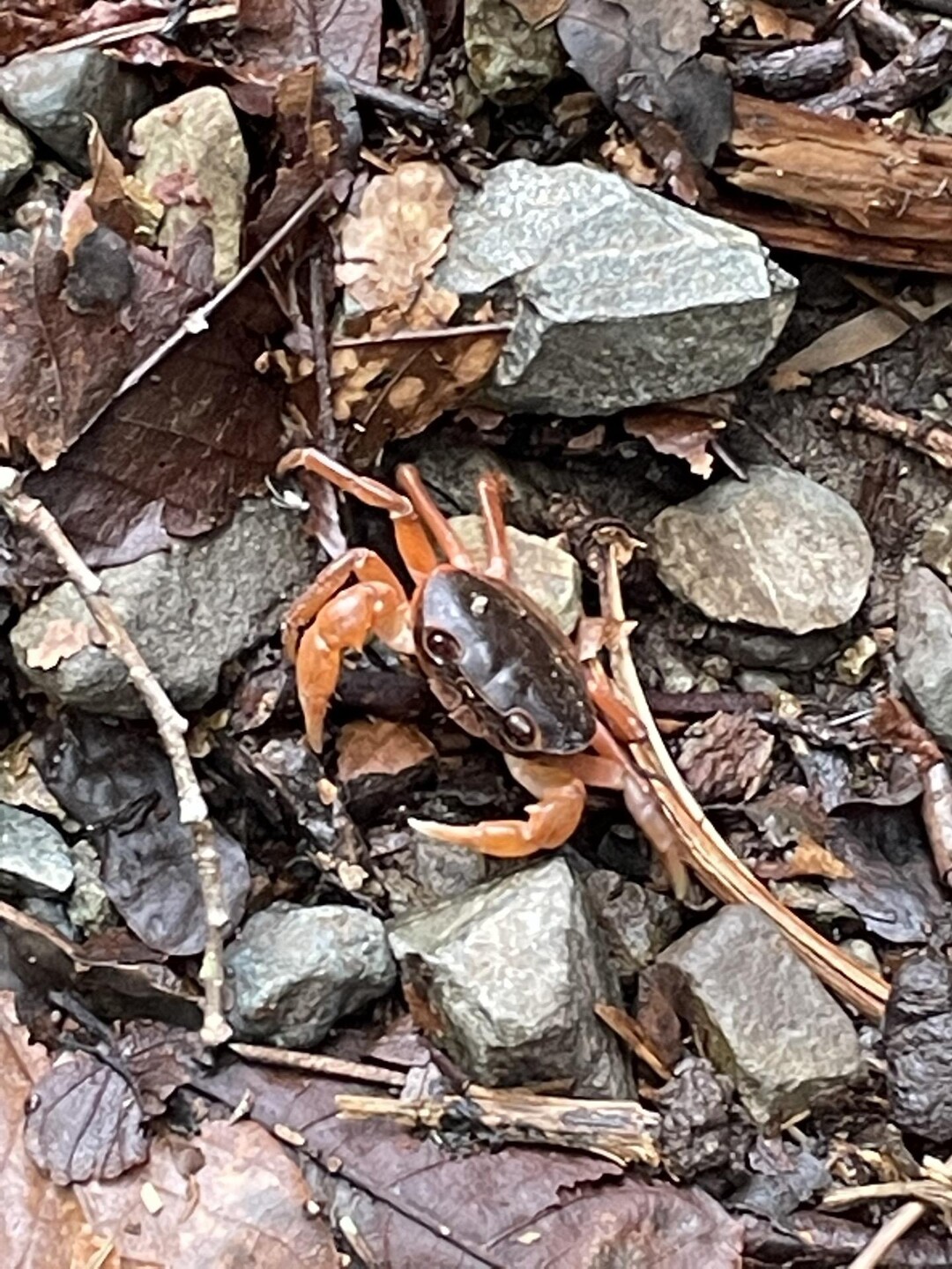 妙見山 / ブッチさんの能勢妙見山・歌垣山・天台山の活動データ | YAMAP / ヤマップ