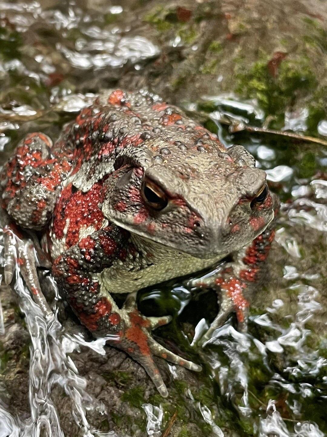 20230806 寺沢の大滝行けず / galaxyさんの高尾山・陣馬山・景信山の活動データ | YAMAP / ヤマップ
