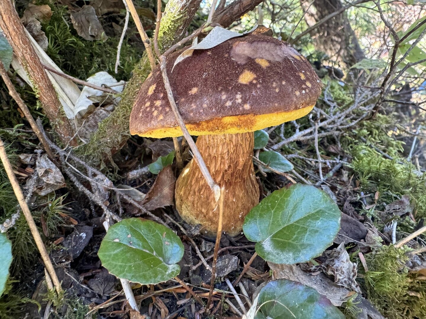 合戦沢の頭・燕岳 / emiさんの燕岳・餓鬼岳・唐沢岳の活動データ | YAMAP / ヤマップ