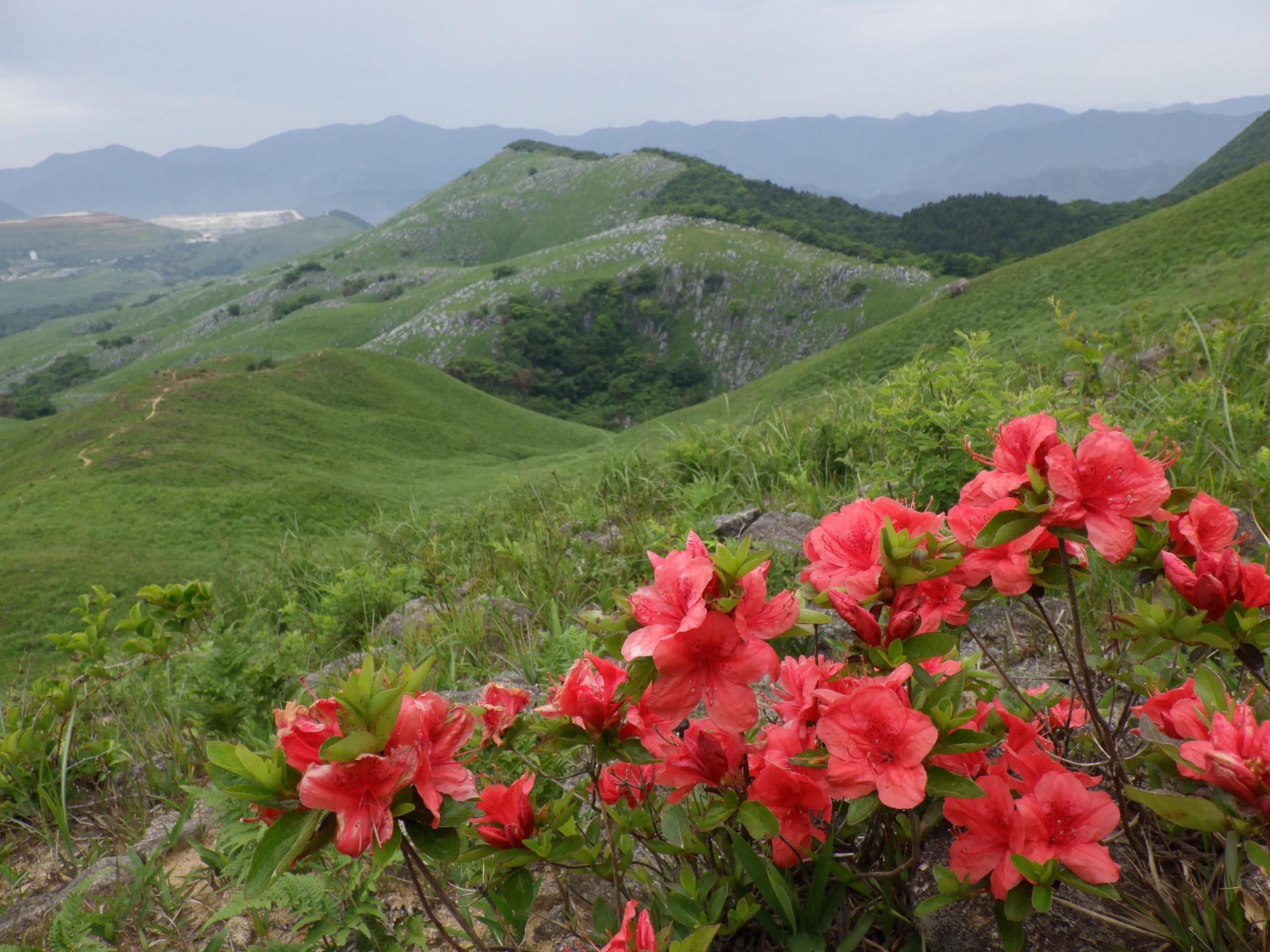 初夏の花たちを探して 平尾台（大平山・岩山） / motomickyさんの平尾台・貫山・水晶山の活動データ | YAMAP / ヤマップ