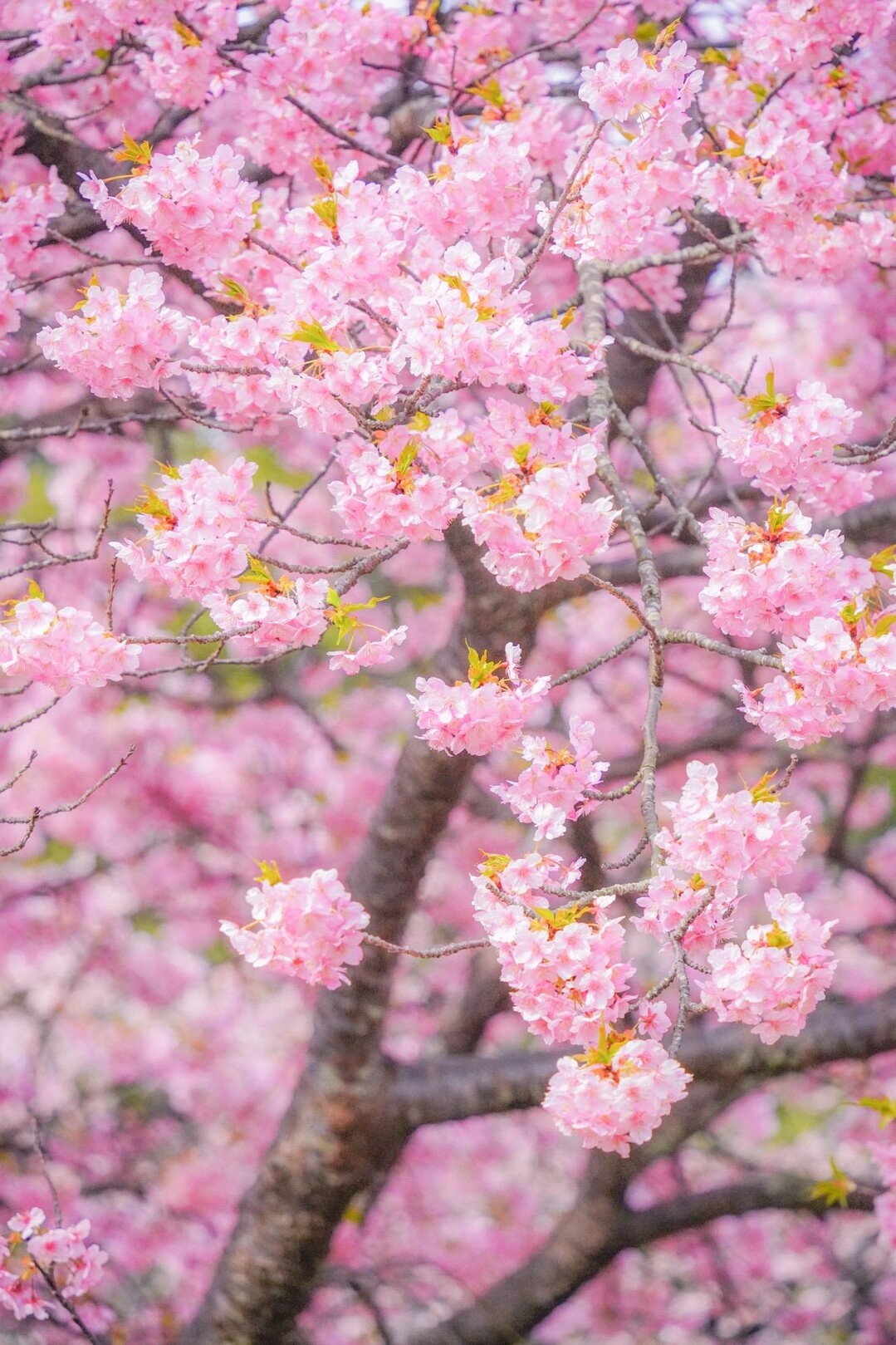 花撮り🌸華撮り🙋‍♀️鳥撮り🐦 / ヒデさんのモーメント | YAMAP / ヤマップ