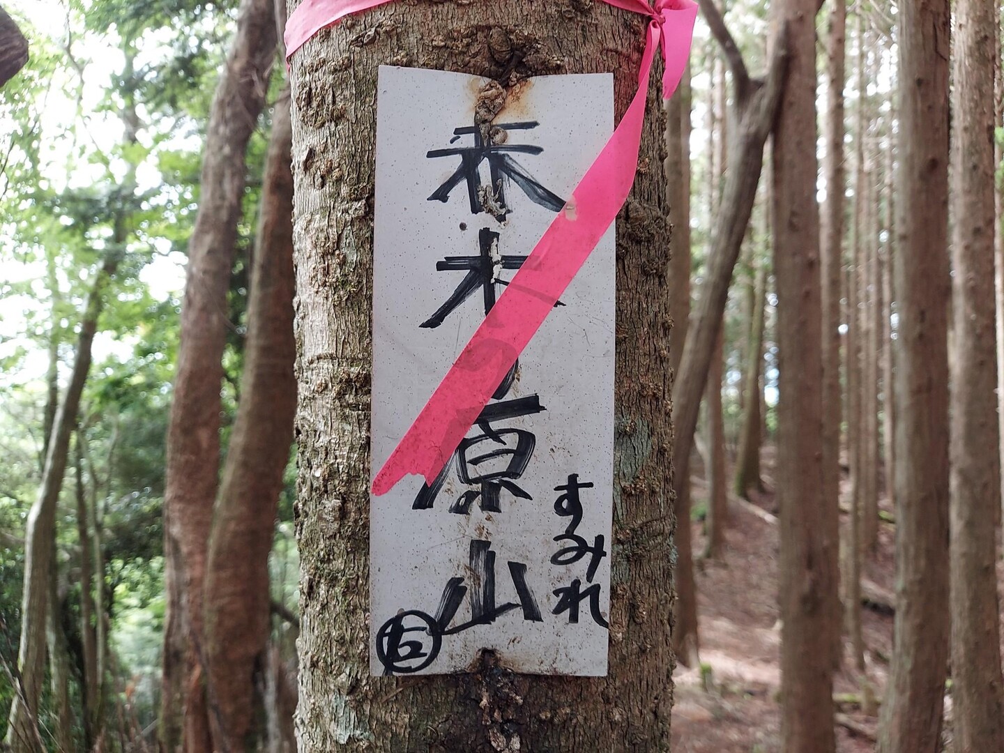 椎葉村 赤木の原山 / derainandreさんの椎葉村の活動データ | YAMAP / ヤマップ