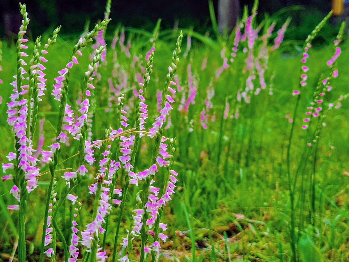 今年は庭に大量に群生 見渡す限りネジバナ... / tomo⚓さんのモーメント | YAMAP / ヤマップ