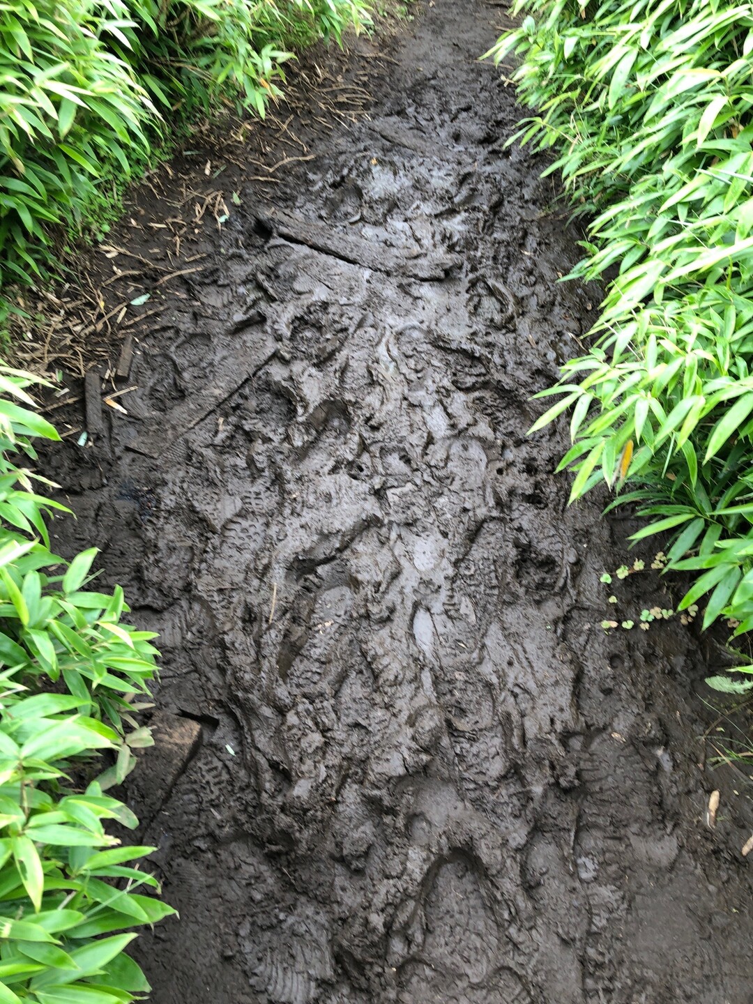 yhmgcさんの投稿したフィールドメモ | YAMAP / ヤマップ