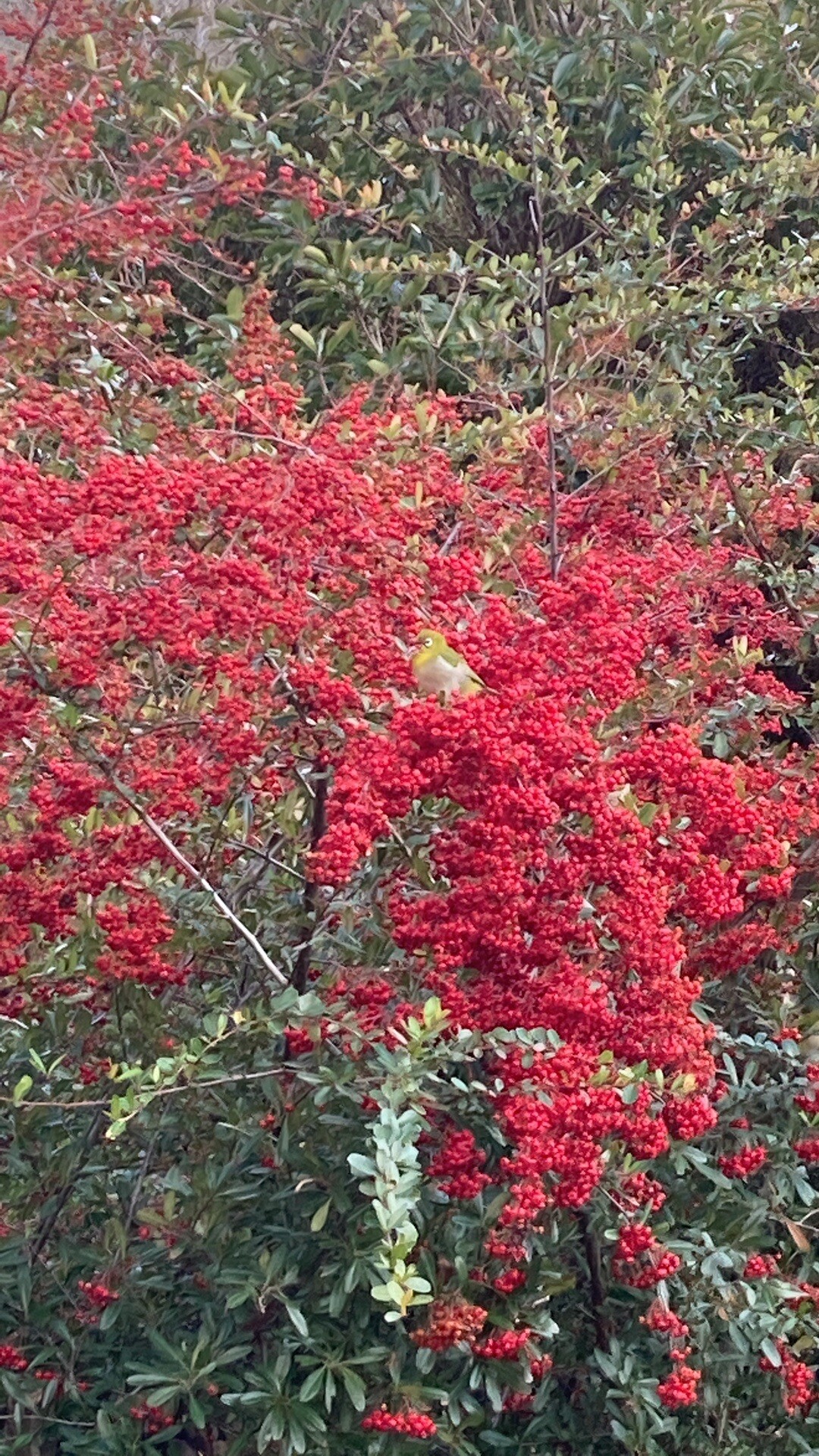 笠松山・善防山 / nori0125さんの加西アルプス・笠松山・善防山の活動データ | YAMAP / ヤマップ