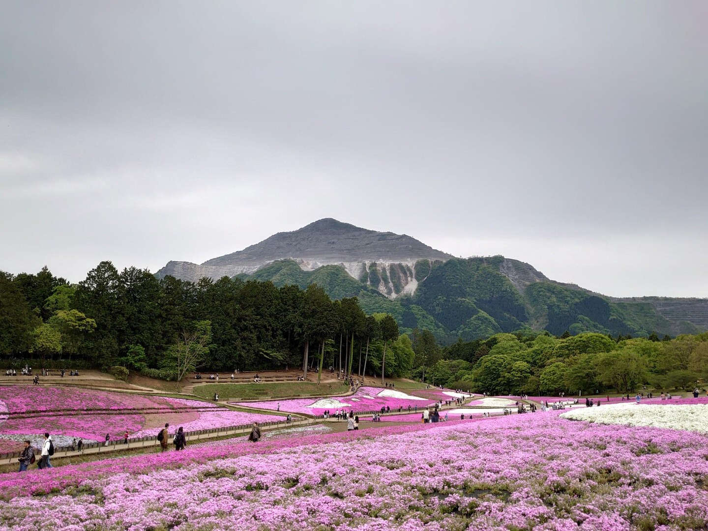 羊山公園からイケメン武甲山を眺める / s_nakanoさんの武甲山・伊豆ヶ岳・小持山の活動データ | YAMAP / ヤマップ