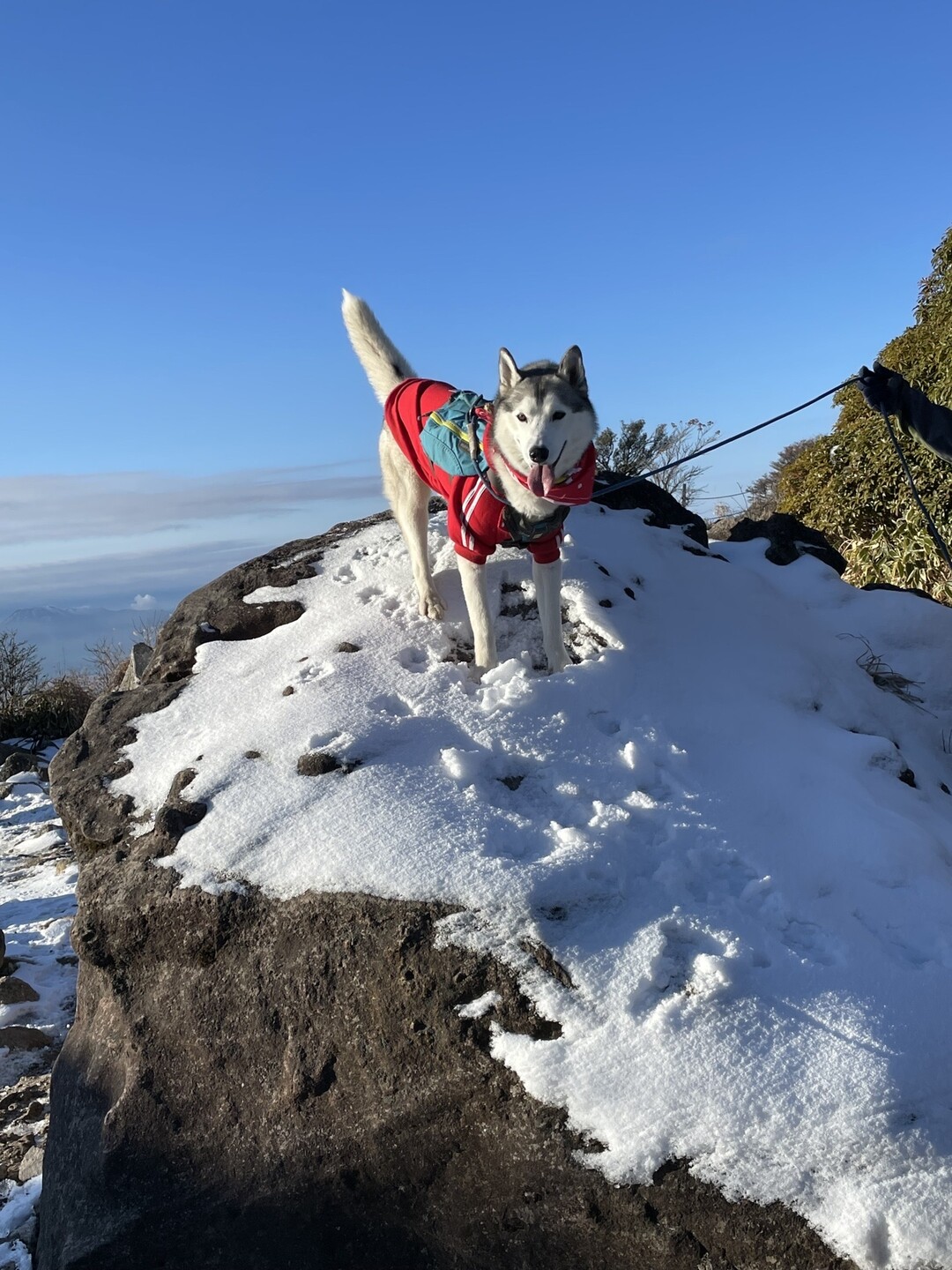 カシュガル君、今年もお会いしましたね♪ / 山猿さんのモーメント | YAMAP / ヤマップ