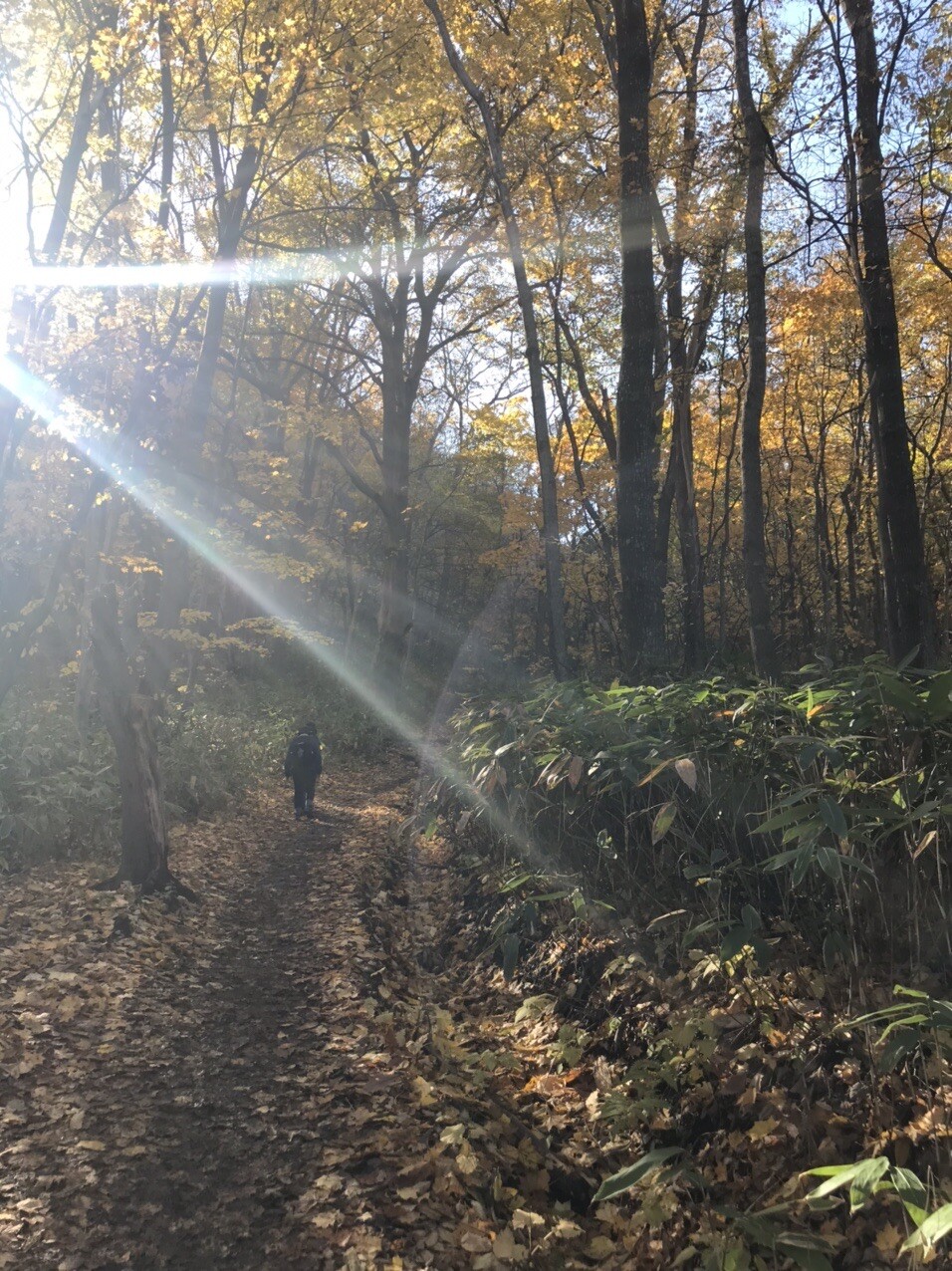藻岩山 / K3さんの藻岩山の活動データ | YAMAP / ヤマップ