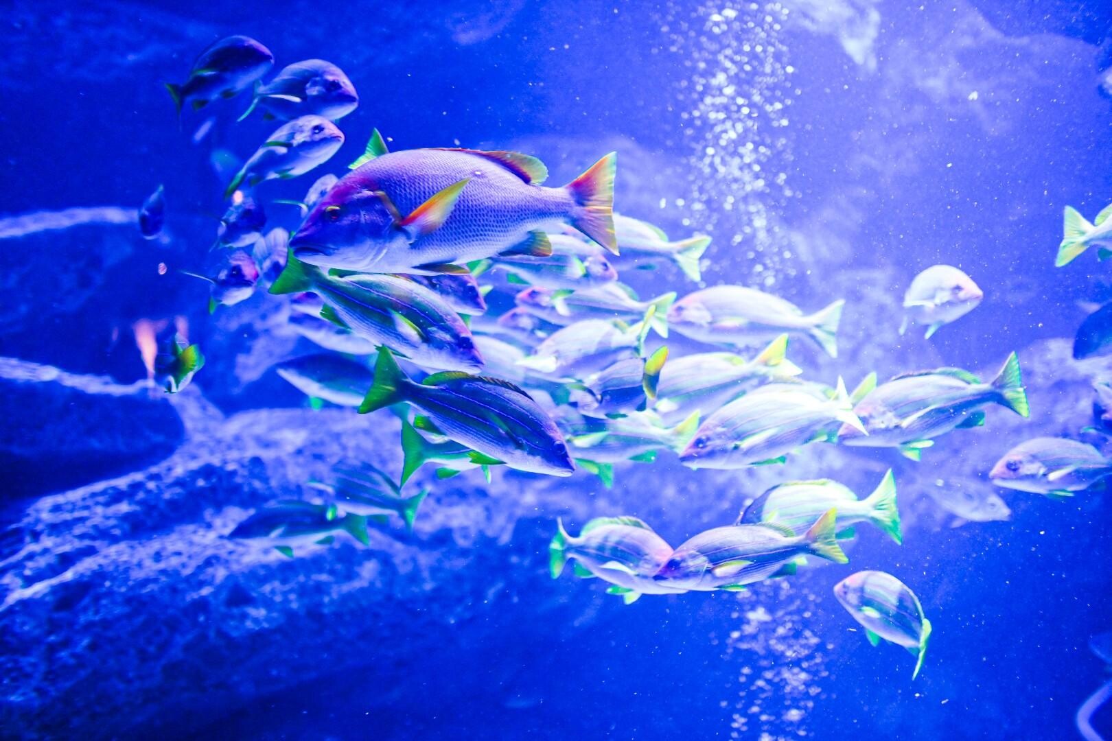 夢の世界 / GIさんのモーメント | YAMAP / ヤマップ