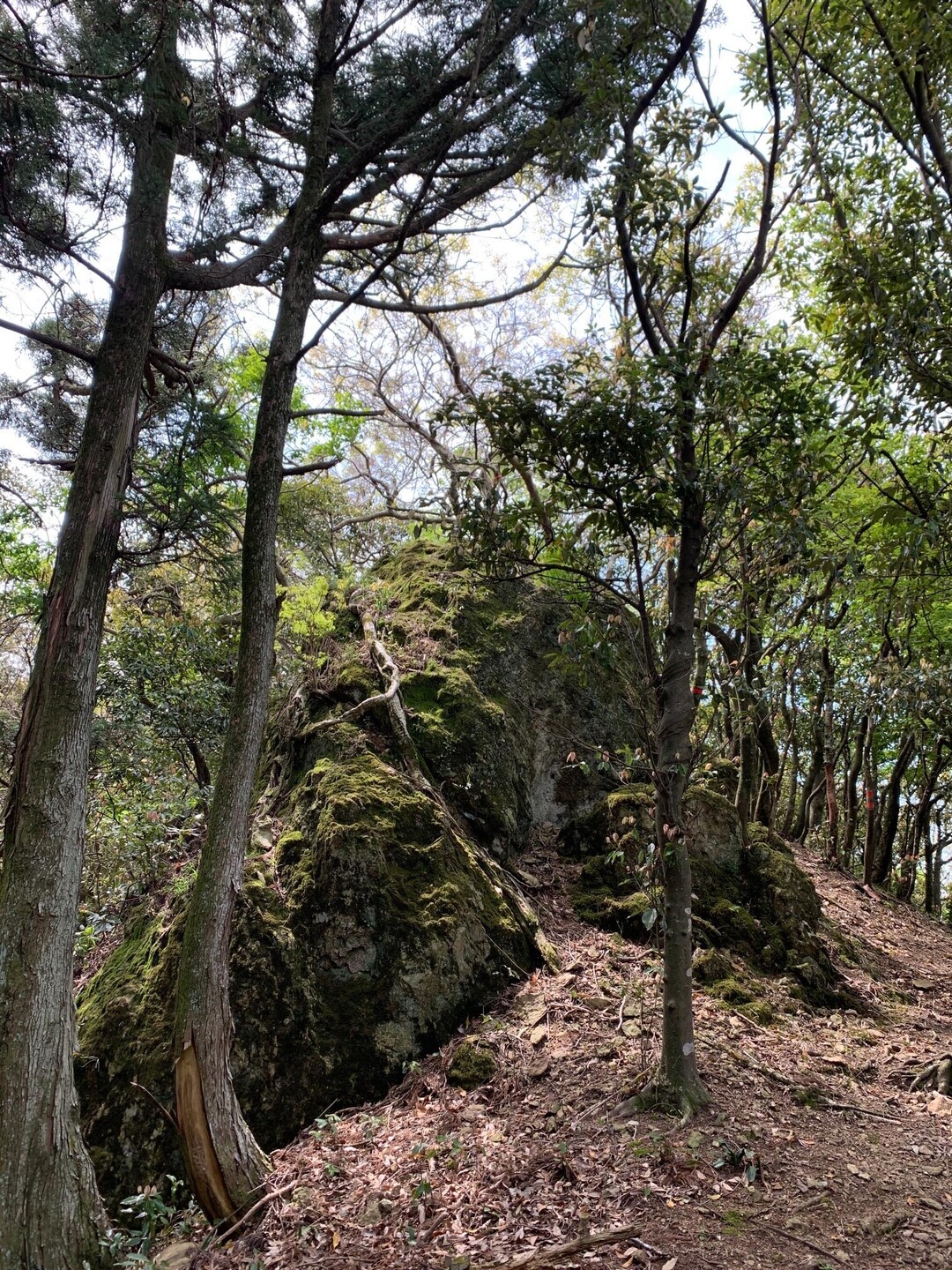 旅伏山・旅伏峰・鶏ヶ烏帽子・鼻高山・高鍔山 / uzuさんの鼻高山・弥山・旅伏山の活動データ | YAMAP / ヤマップ