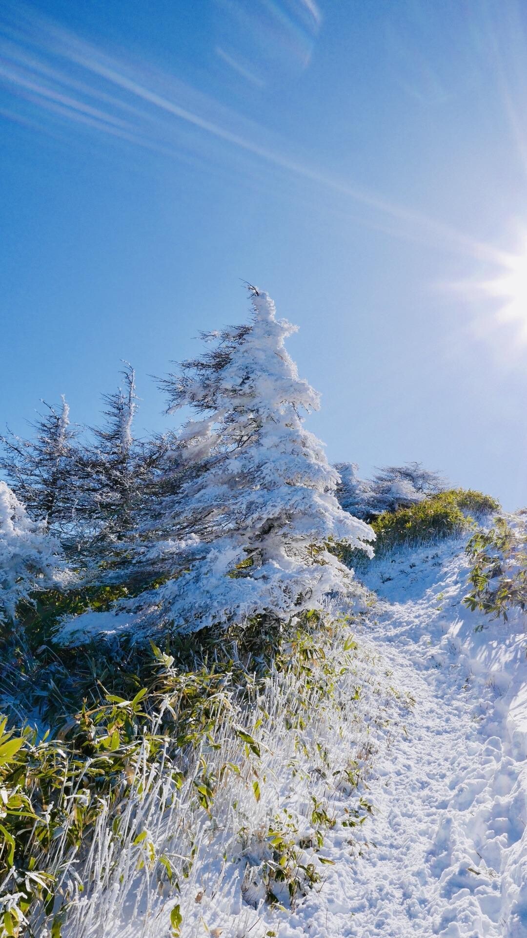 南沢山・横川山（湯舟沢山） / Yasukoさんの恵那山・大判山・神坂山の活動データ | YAMAP / ヤマップ