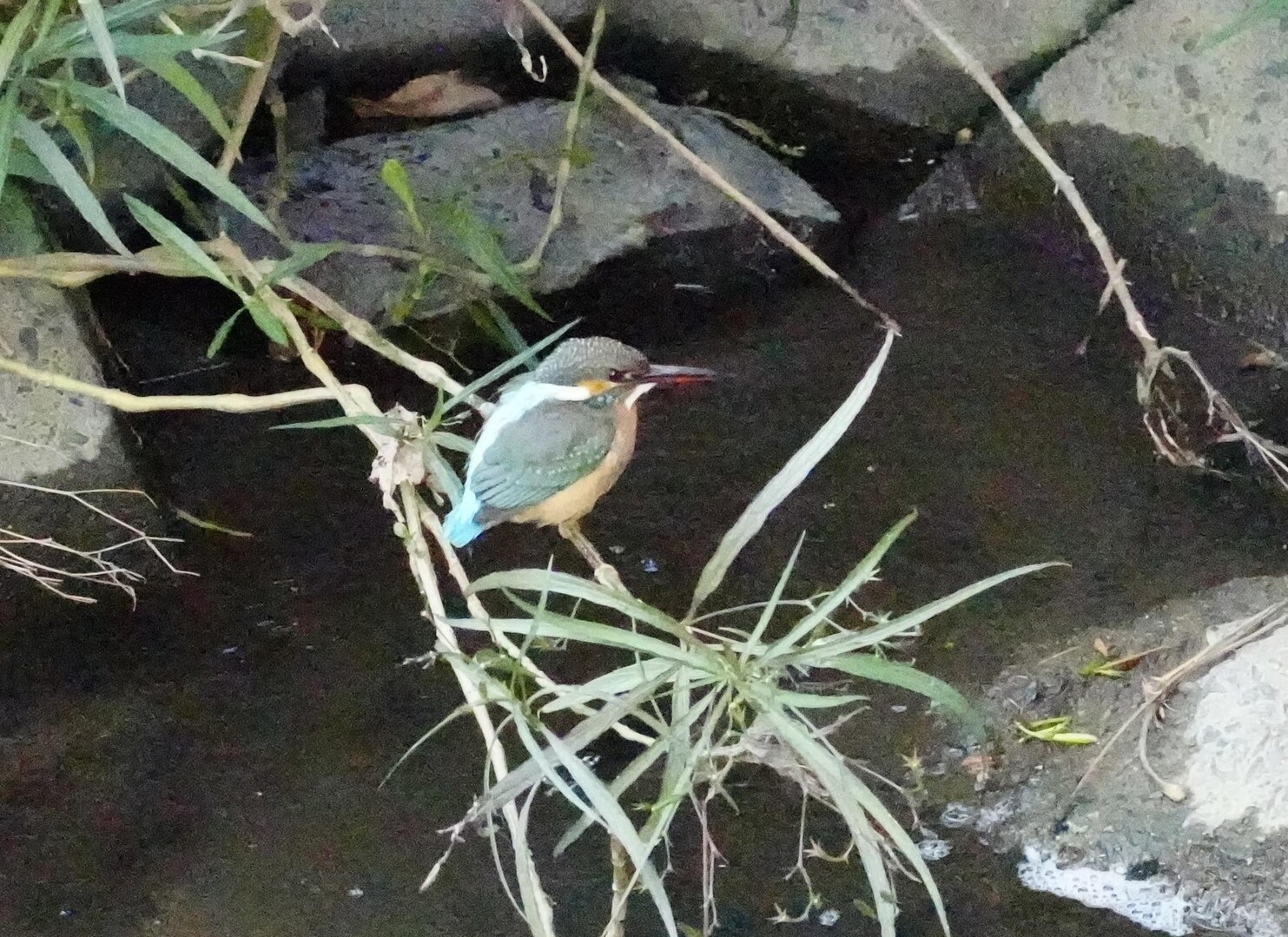 樋井川散歩66-2023-12-17 / lalaさんの【公式】福岡市（防災情報含む）の活動データ | YAMAP / ヤマップ