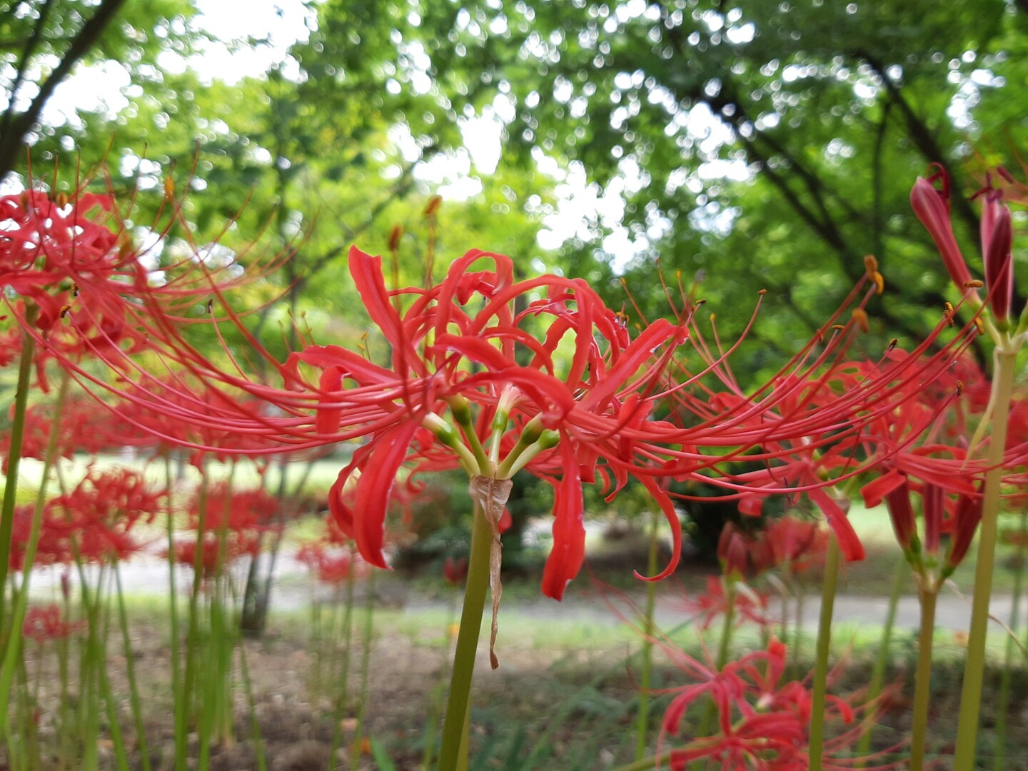 大好きな彼岸花💮part2(鳥屋野潟公... / どれみさんのモーメント | YAMAP / ヤマップ