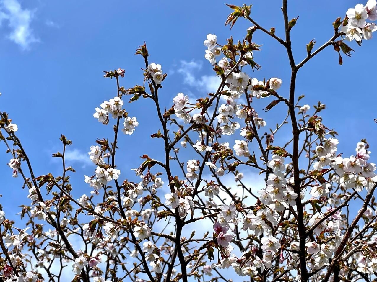 cobalt のページ | YAMAP / ヤマップ