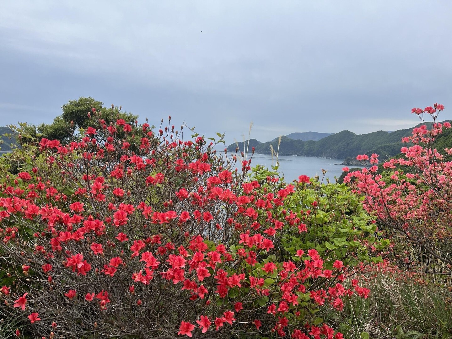 赤石山 ツツジを見に…🌺 / kunさんの場照山の活動データ | YAMAP / ヤマップ