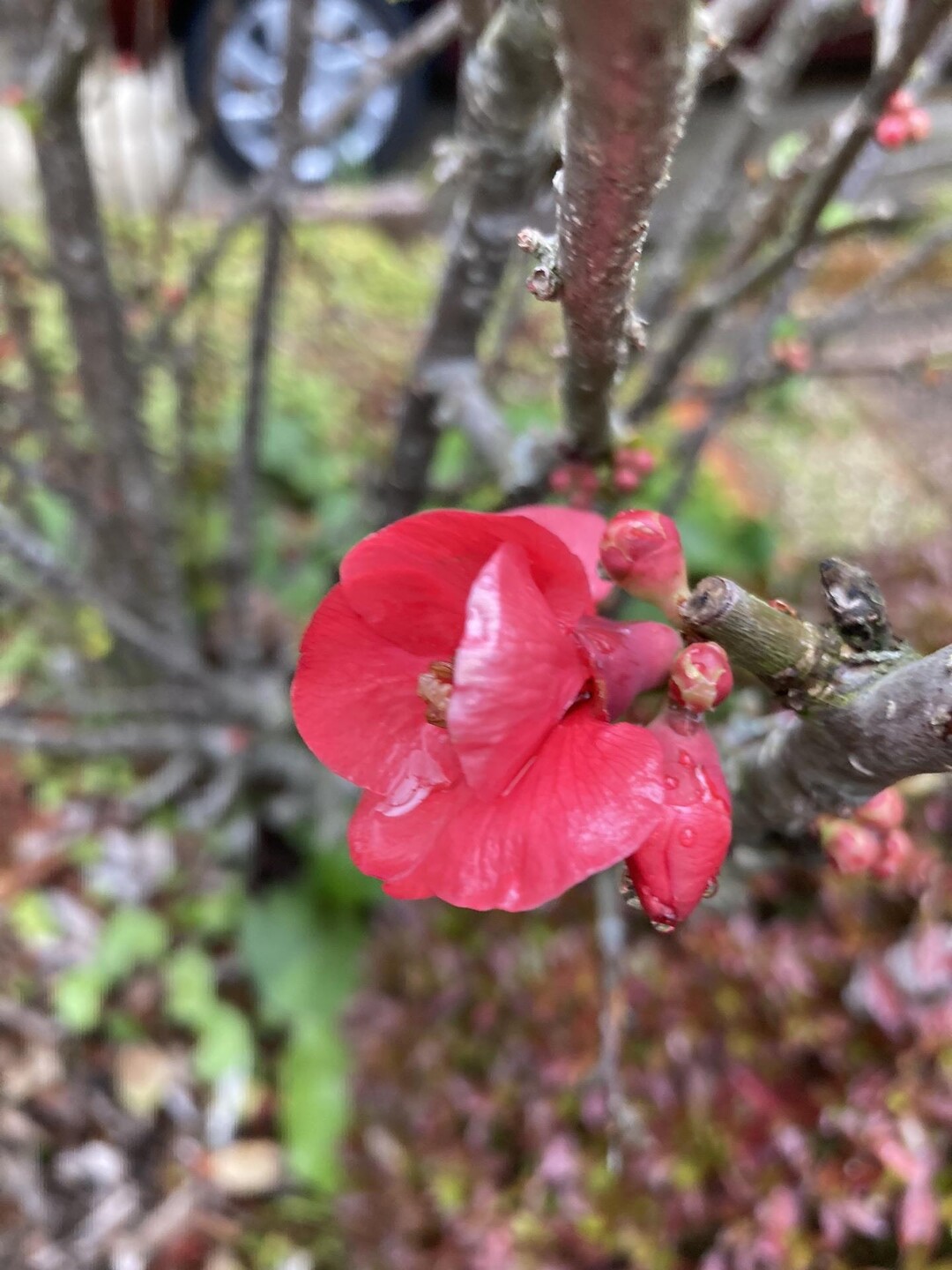 2024.03.12(火) 17:55 / 漫歩マンさんのモーメント | YAMAP / ヤマップ