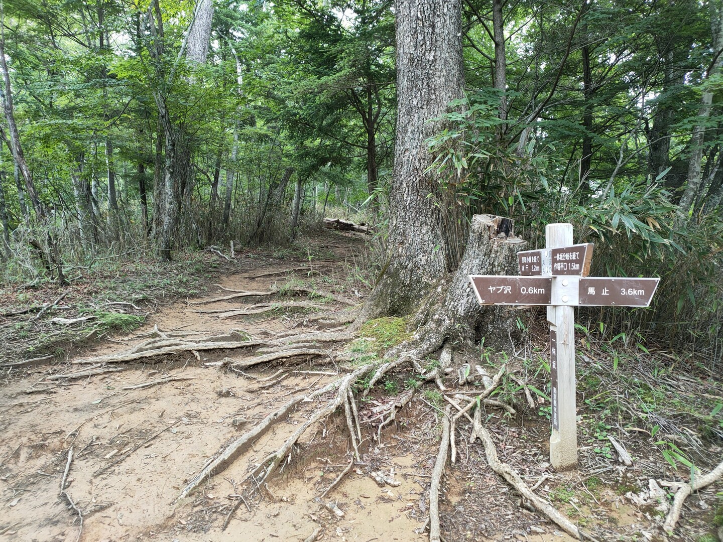 Mamincoさんの投稿したフィールドメモ | YAMAP / ヤマップ