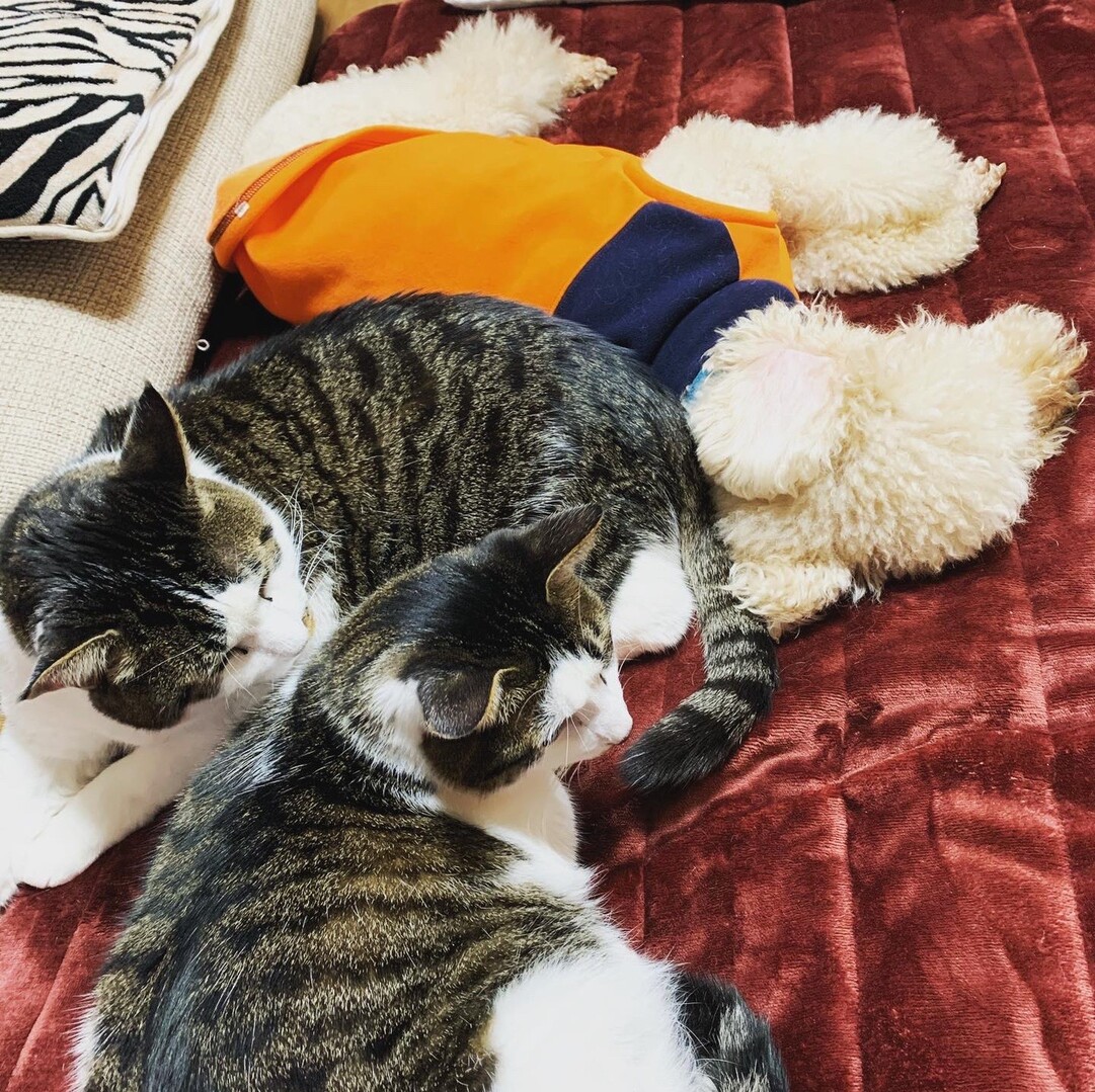 我が家の家族もくっ付き出しました ️ ... / bouchanさんのモーメント | YAMAP / ヤマップ