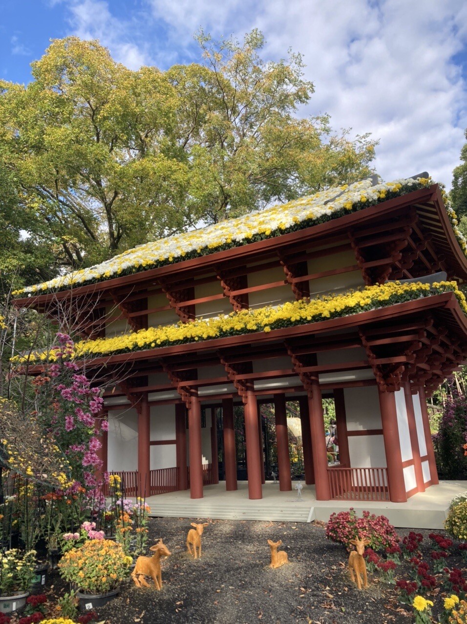 毎年恒例の菊まつりを見に、三島の楽寿園... / ふぁん太G3さんのモーメント | YAMAP / ヤマップ