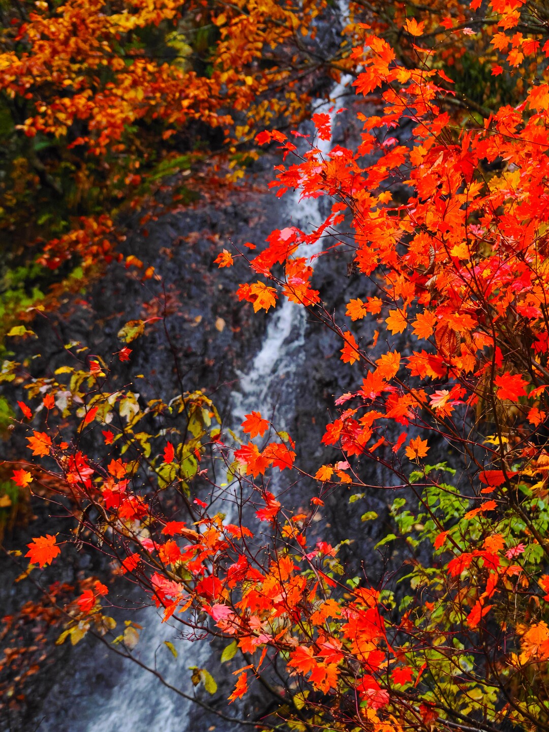 一本木公園・奥志賀スーパー林道 / 猫山歩(nekosanpo)さんの千曲川その1（立ヶ花橋〜中央橋）の活動データ | YAMAP / ヤマップ
