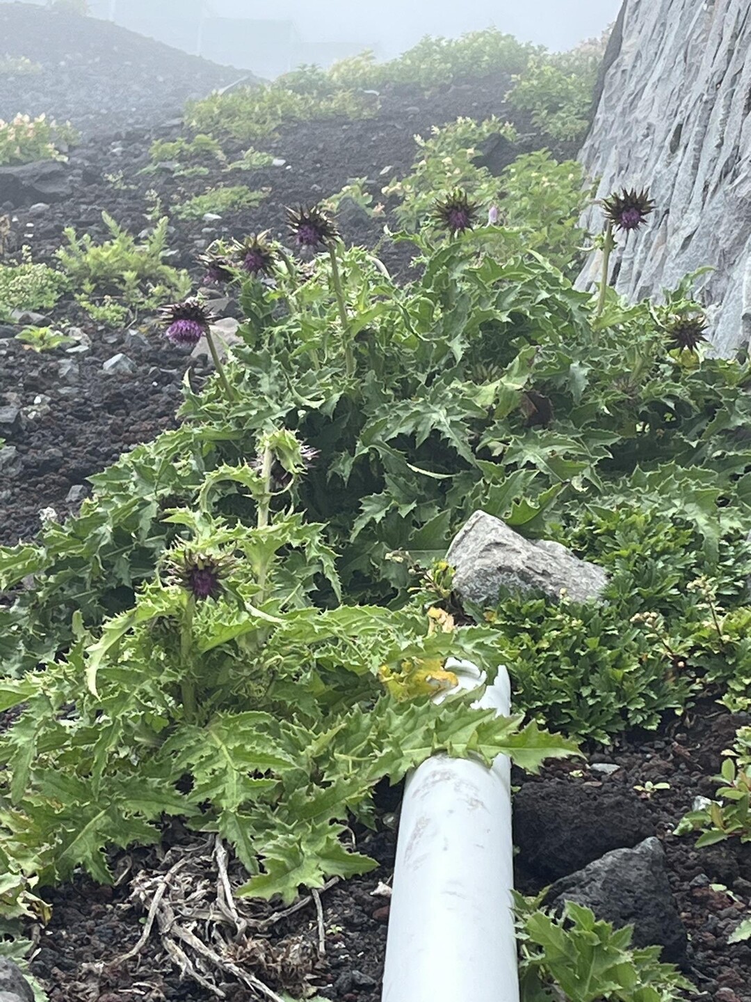 2023.08.07(月) 04:03 / Amelia Lautenschlger 🇺🇸 🇯🇵美 蝶🦋蘭🌹さんのモーメント | YAMAP / ヤマップ