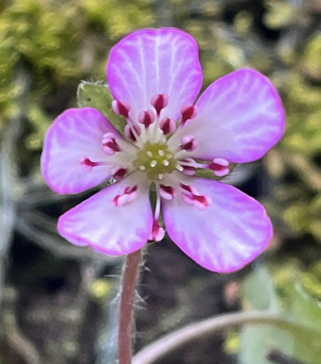 二上山にて AOさんに感謝です！ / 耳雪さんのモーメント | YAMAP / ヤマップ