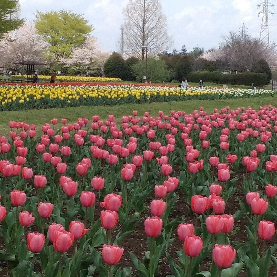 さいたま市大宮花の丘公園 🌸桜とチュ... / 山chieさんのモーメント | YAMAP / ヤマップ