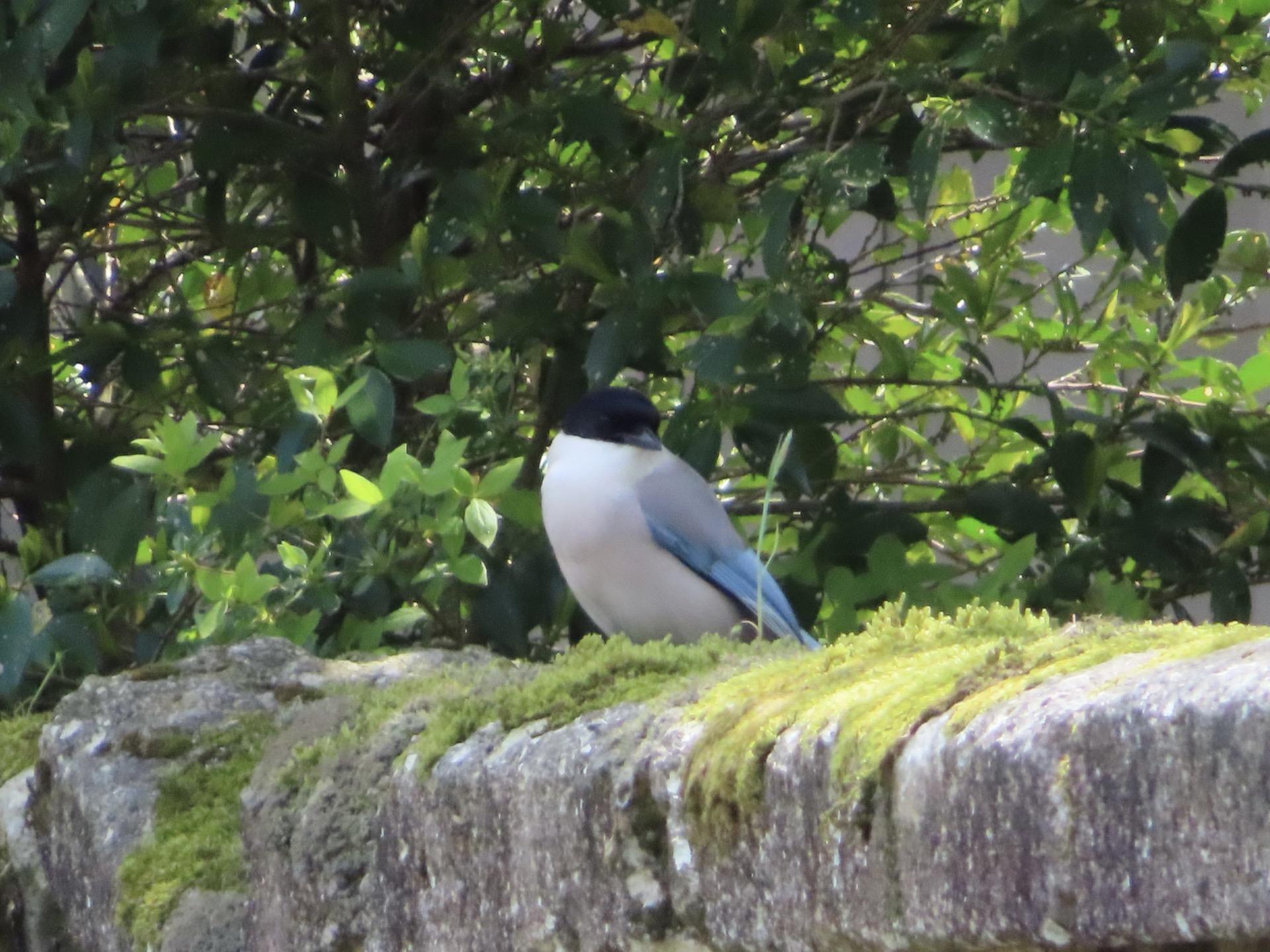 ️ 野鳥観察 ️ 4月29日 昭和... / meshiさんのモーメント | YAMAP / ヤマップ