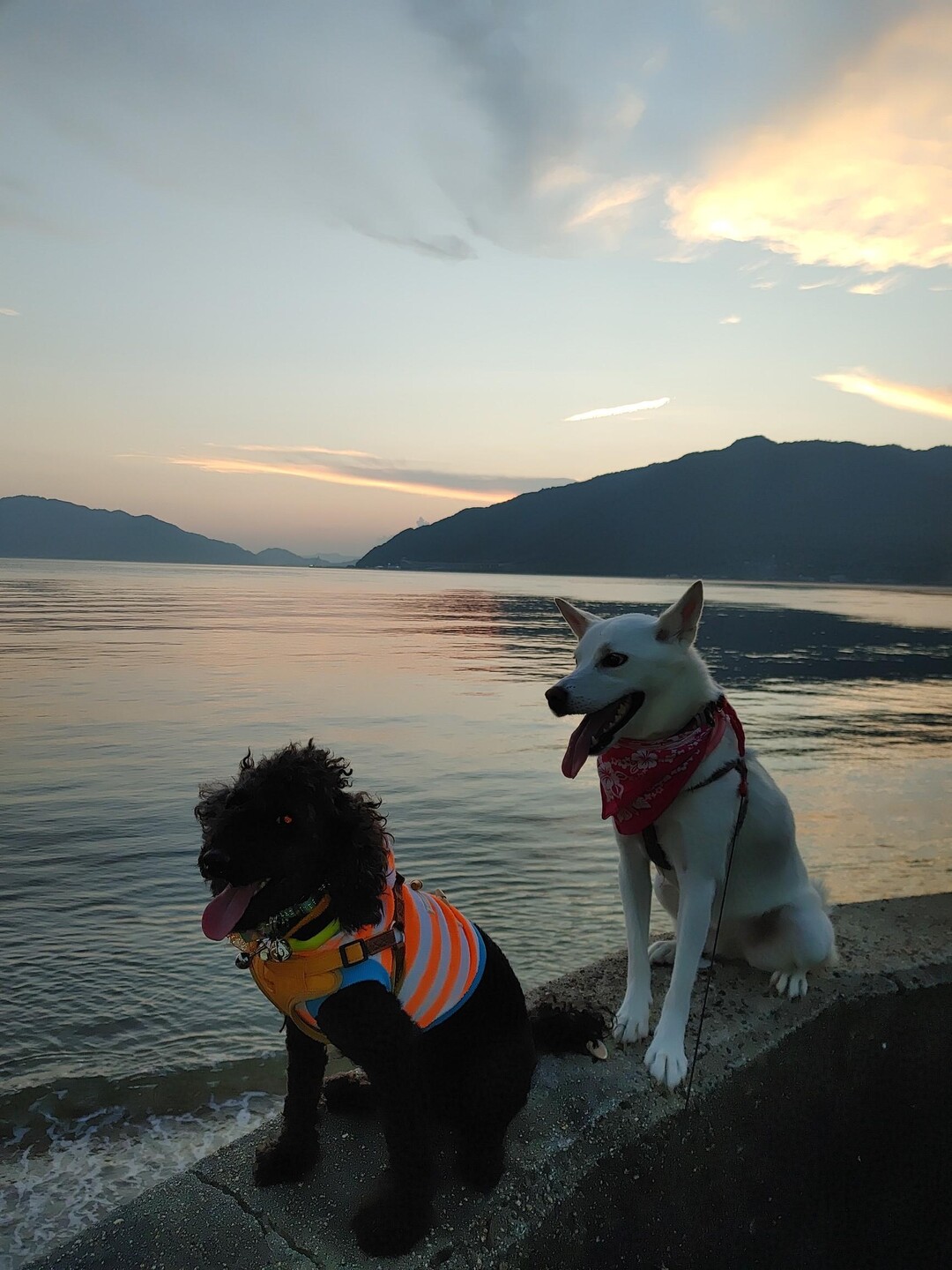 🌇夕暮れ時は楽しそう🎶🐺🐩😊 / GHハコさんのモーメント | YAMAP / ヤマップ