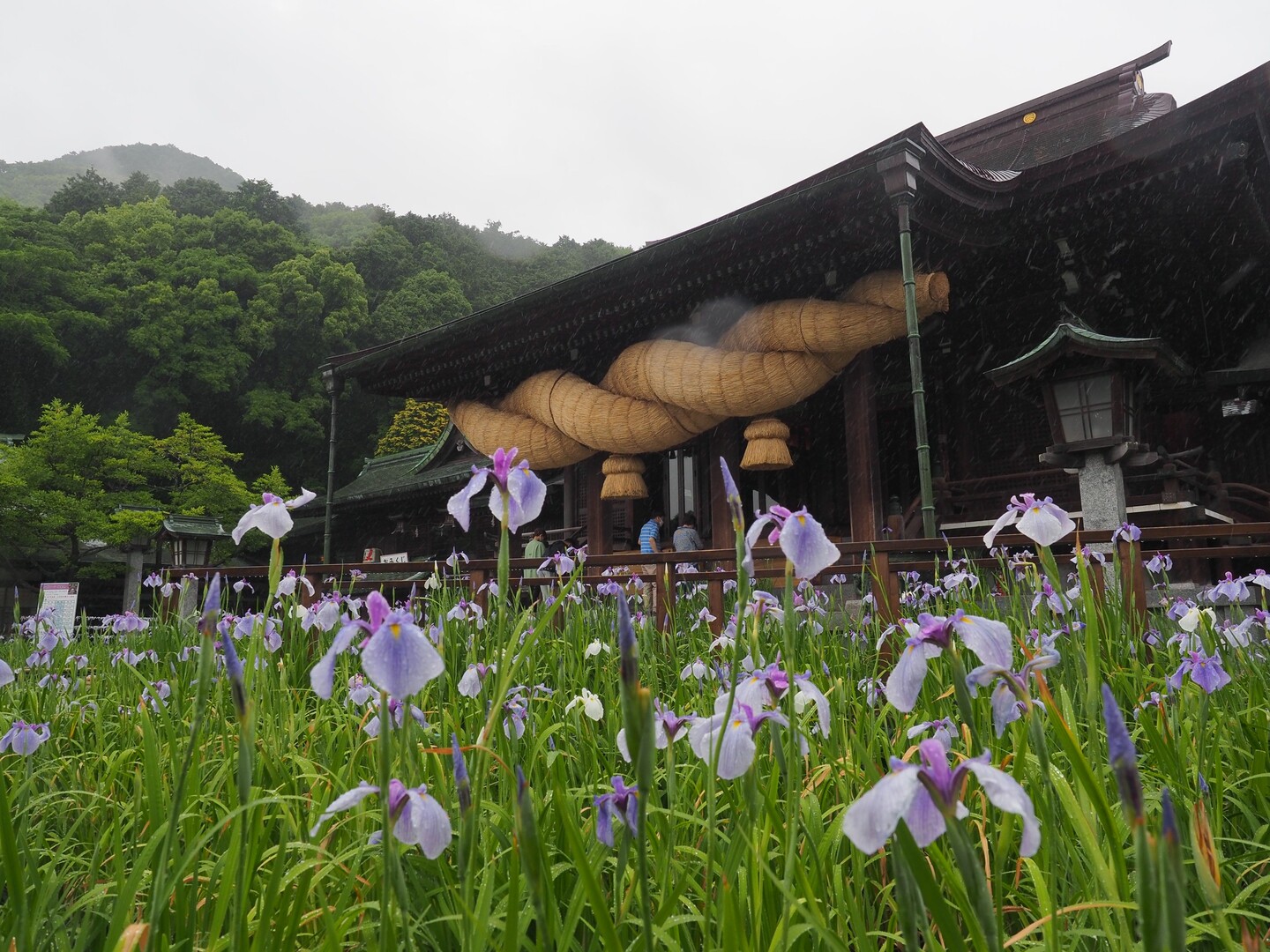 宮地嶽神社の菖蒲まつりに行ってきました。... / yossyさんのモーメント | YAMAP / ヤマップ