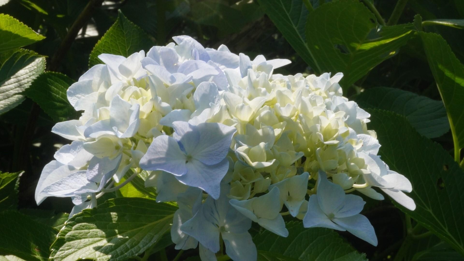 嶽山 朝の山歩 R5-35 / Zatoさんの嶽山・若山・四熊ヶ岳の活動データ | YAMAP / ヤマップ