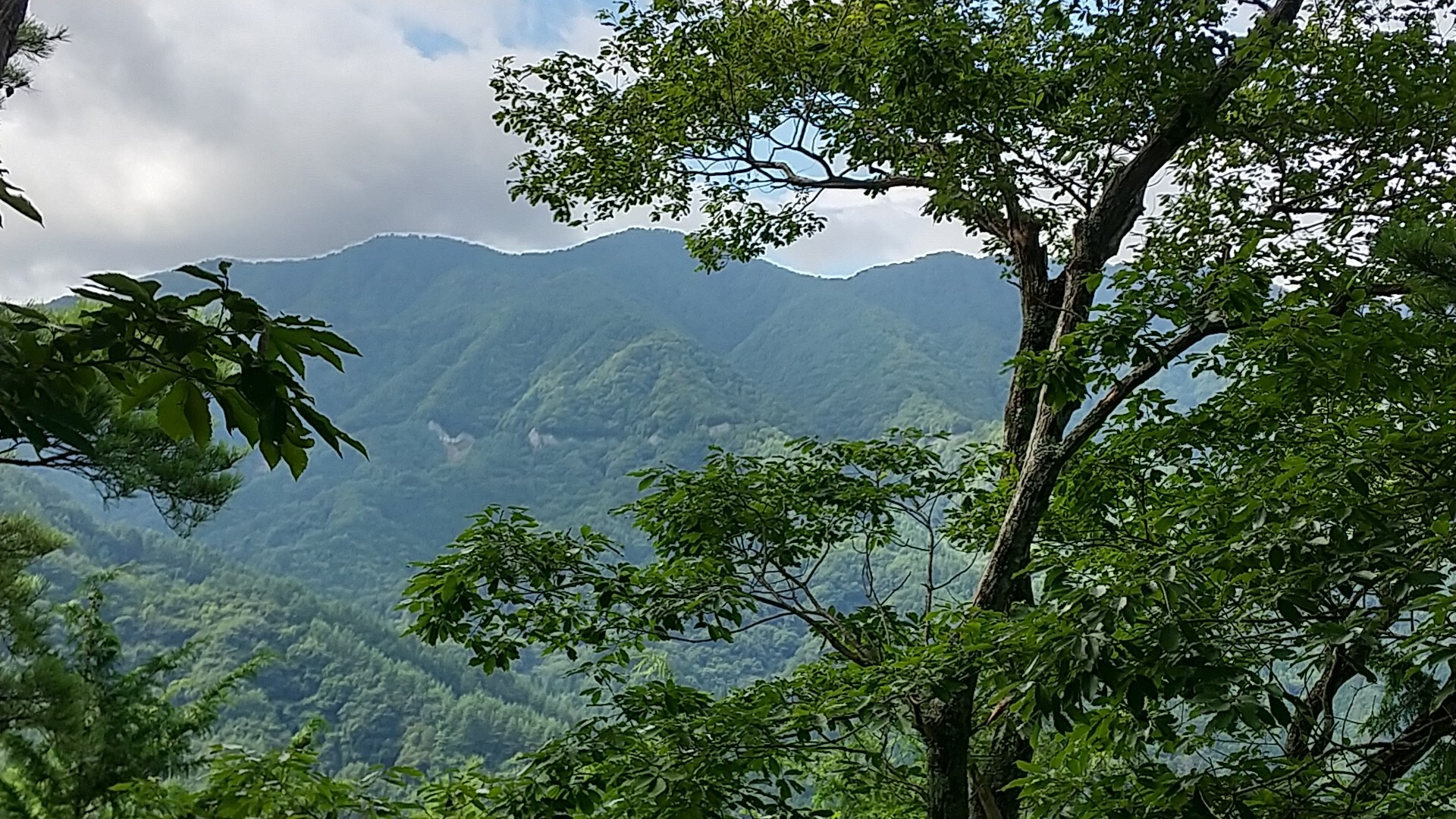 15.7km 今倉山(東峰)~パラジマノ頭~エビラ沢ノ頭~猿焼山~二十六夜山~赤岩~道坂隧道駐車場 2022/8/8 / tamiさんの倉岳山・高畑山・九鬼山の活動データ | YAMAP / ヤマップ